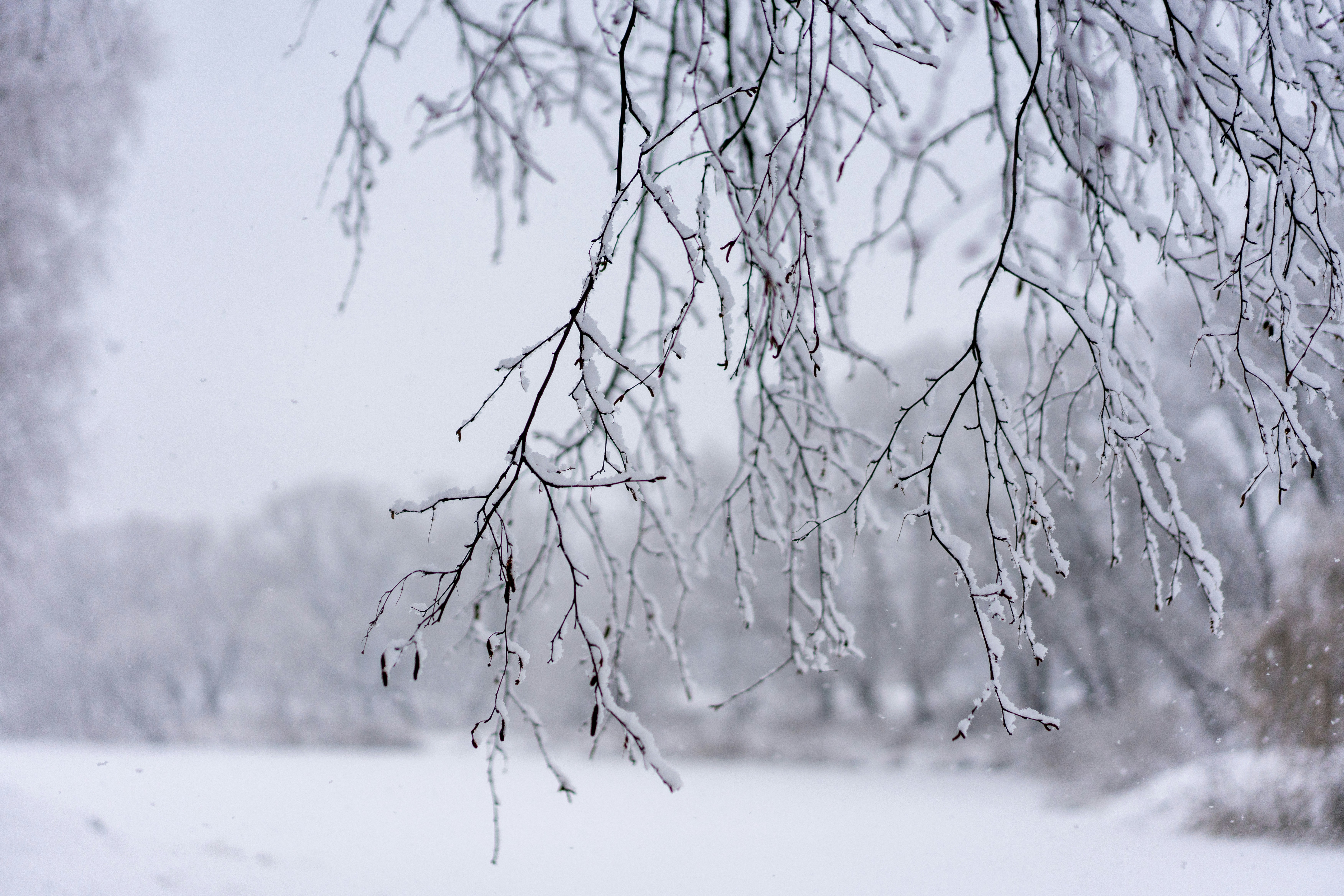 A snow covered field with trees in the background photo – Free Winter ...