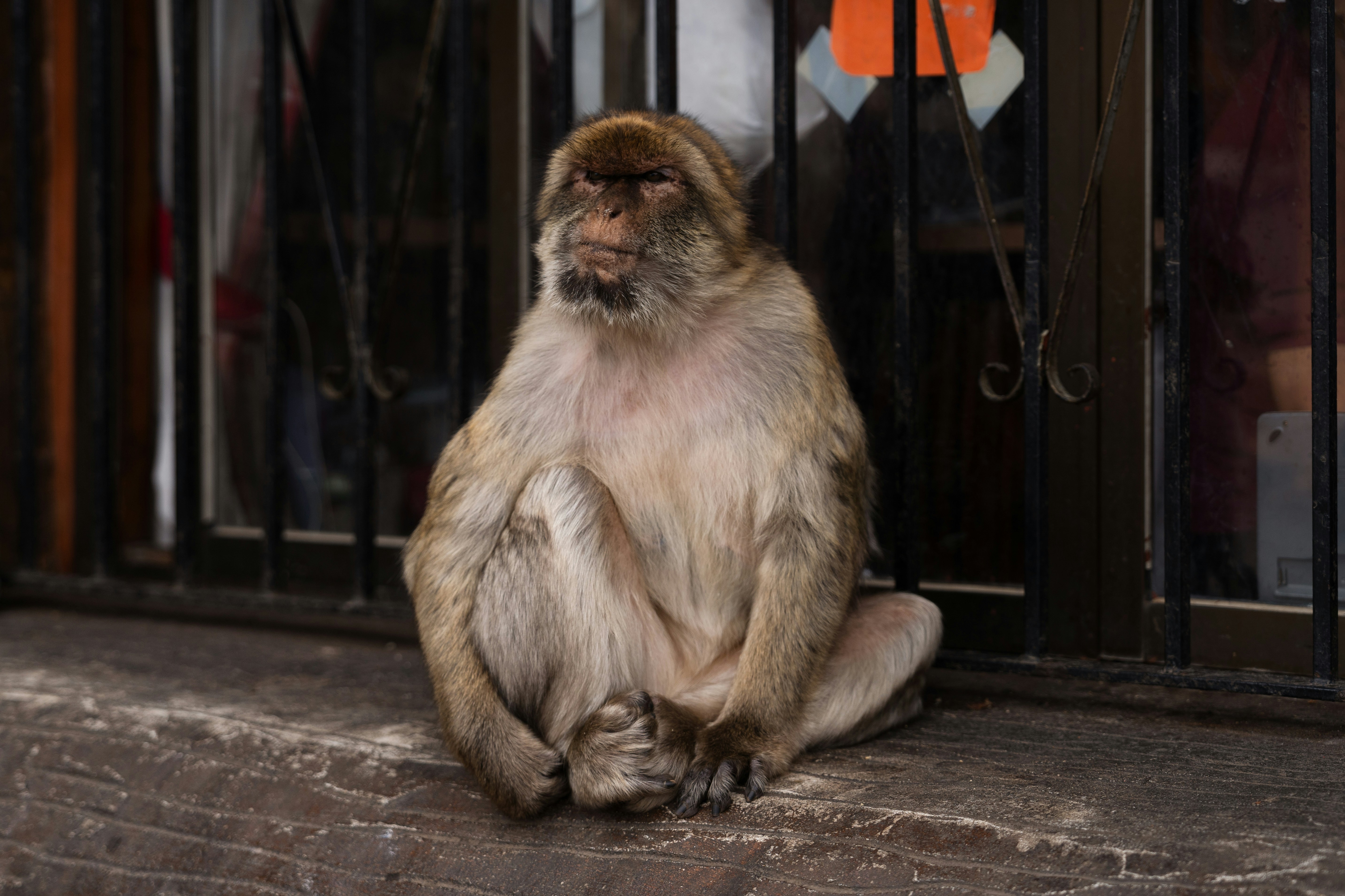 Macaque at the Gate: a quiet moment on a wooden stage behind iron bars