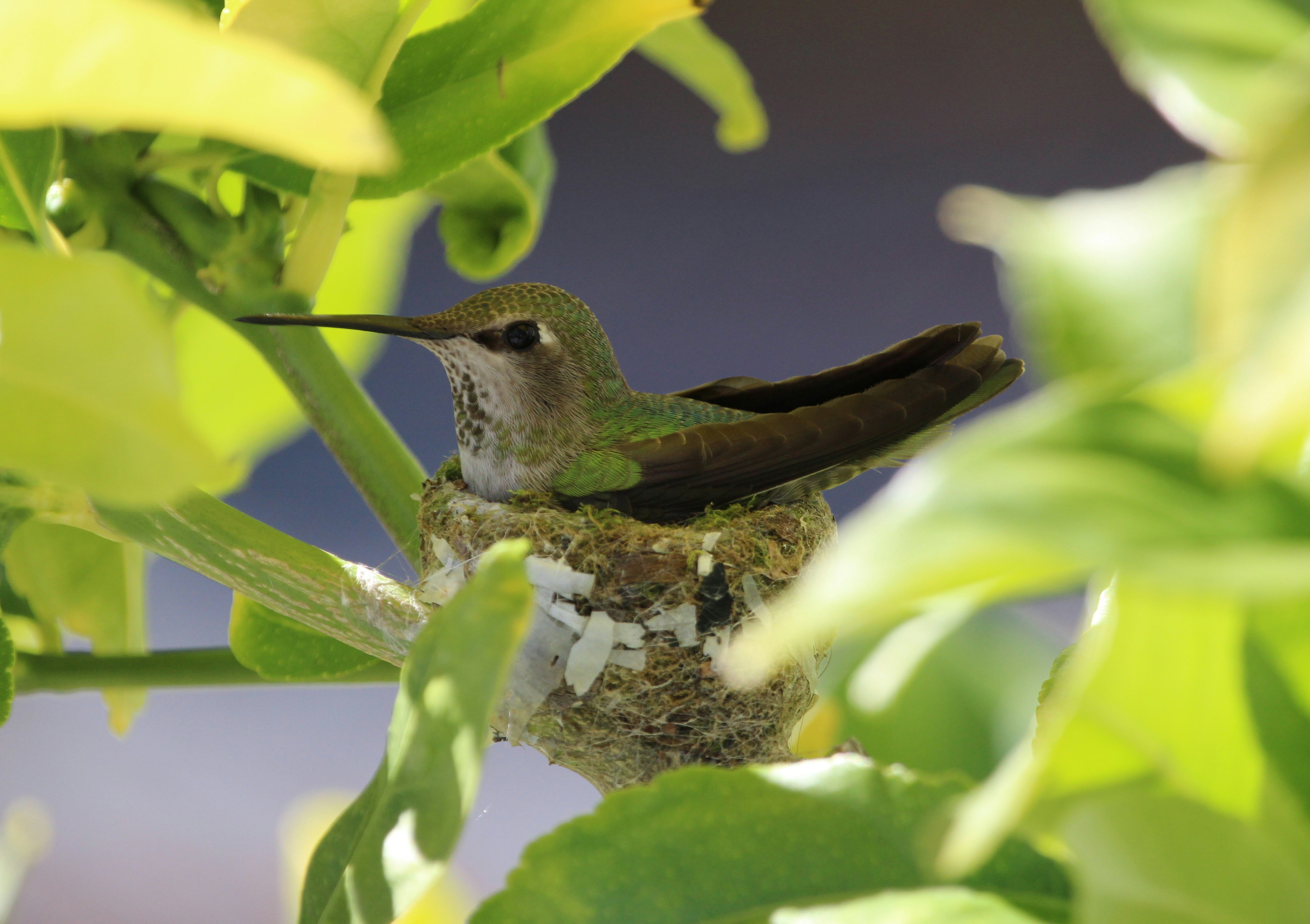 An Anna's Hummingbird sitting in her nest | a small bird sitting on top of a nest in a tree