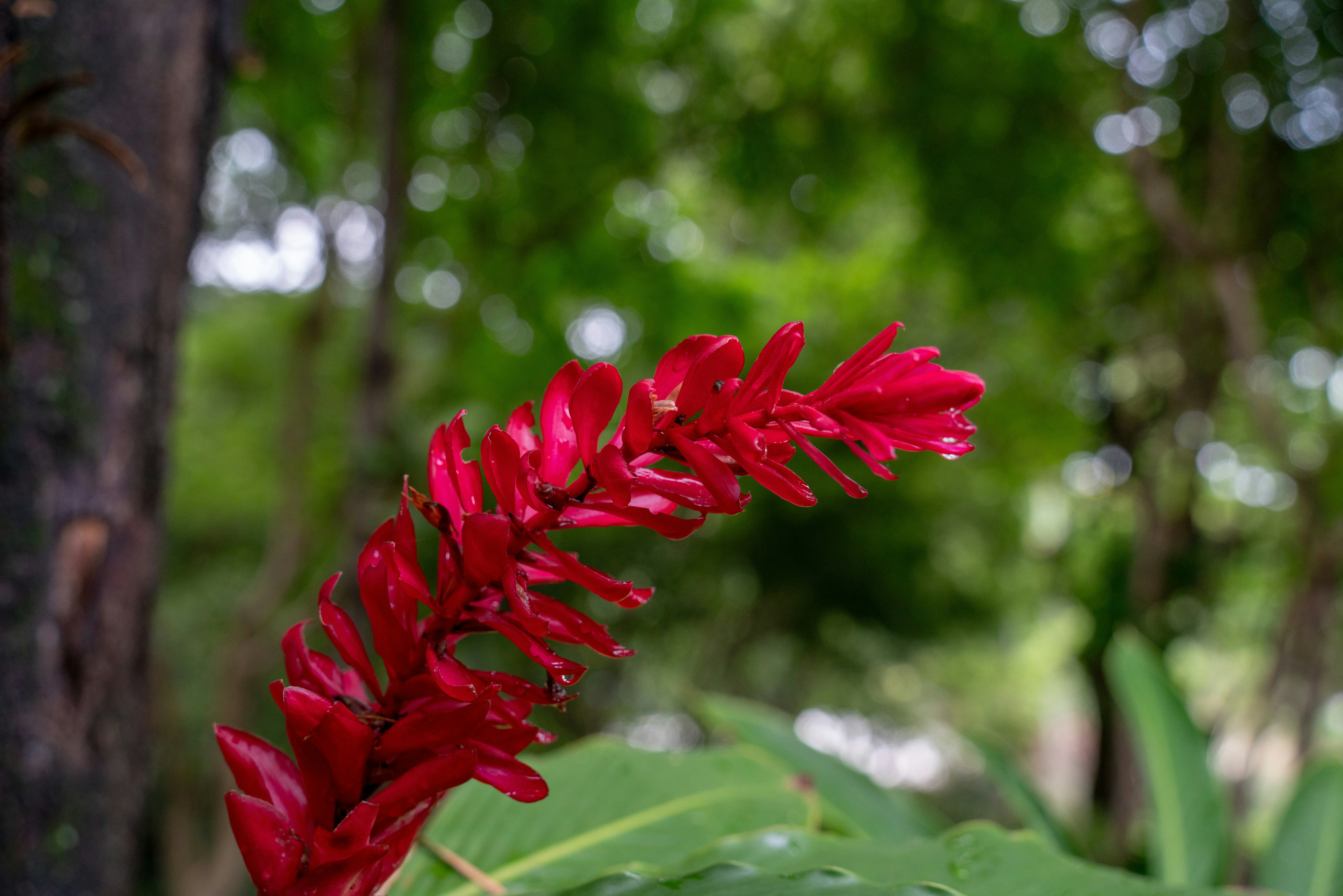 Crimson Helix: A tropical bloom slicing through forest glow