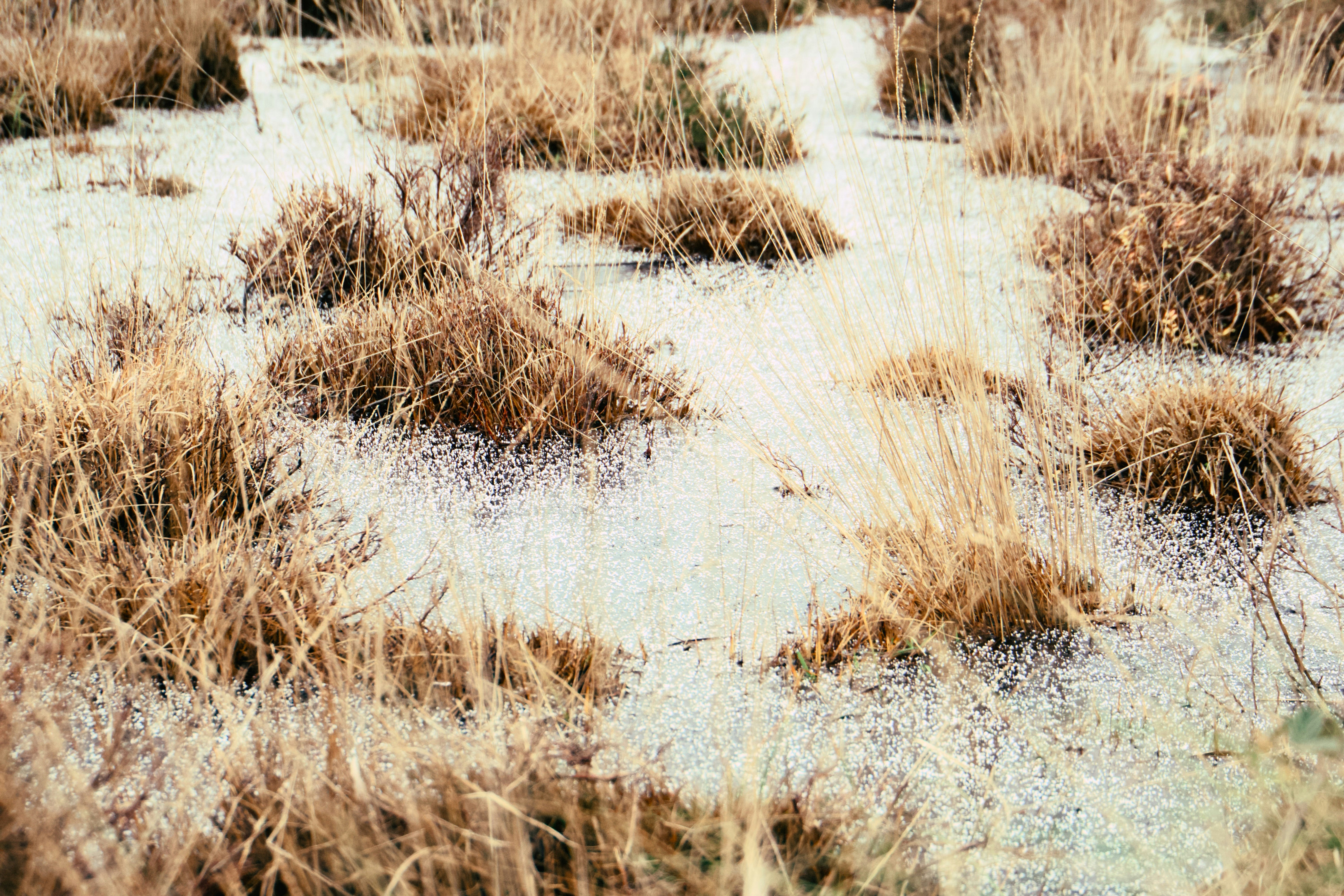 Patchwork Tufts on a Salt-Flat: Dry Grass in Sunlit Stillness