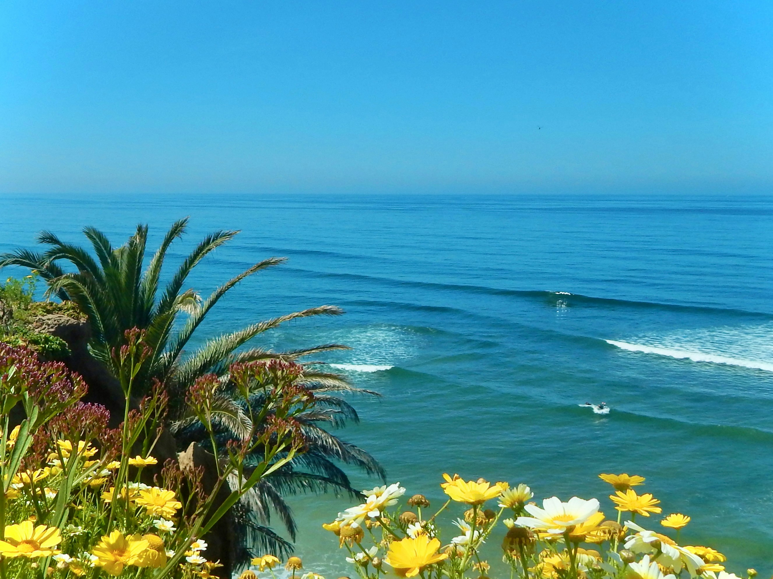 Surfer riding a wave with vibrant flowers and palm trees in the foreground under a clear blue sky.