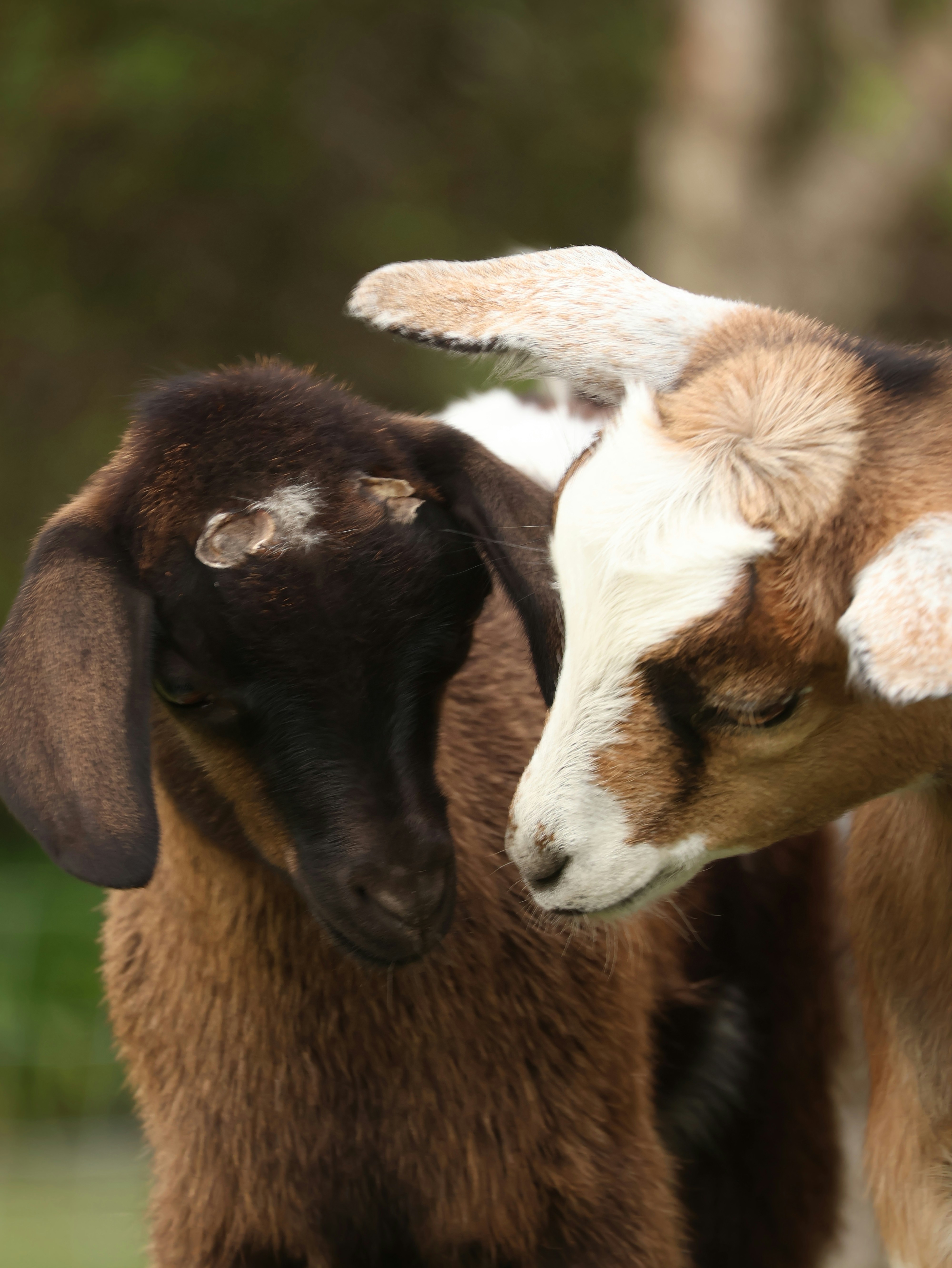 A baby goat standing next to an adult sheep photo – Free Animal Image ...