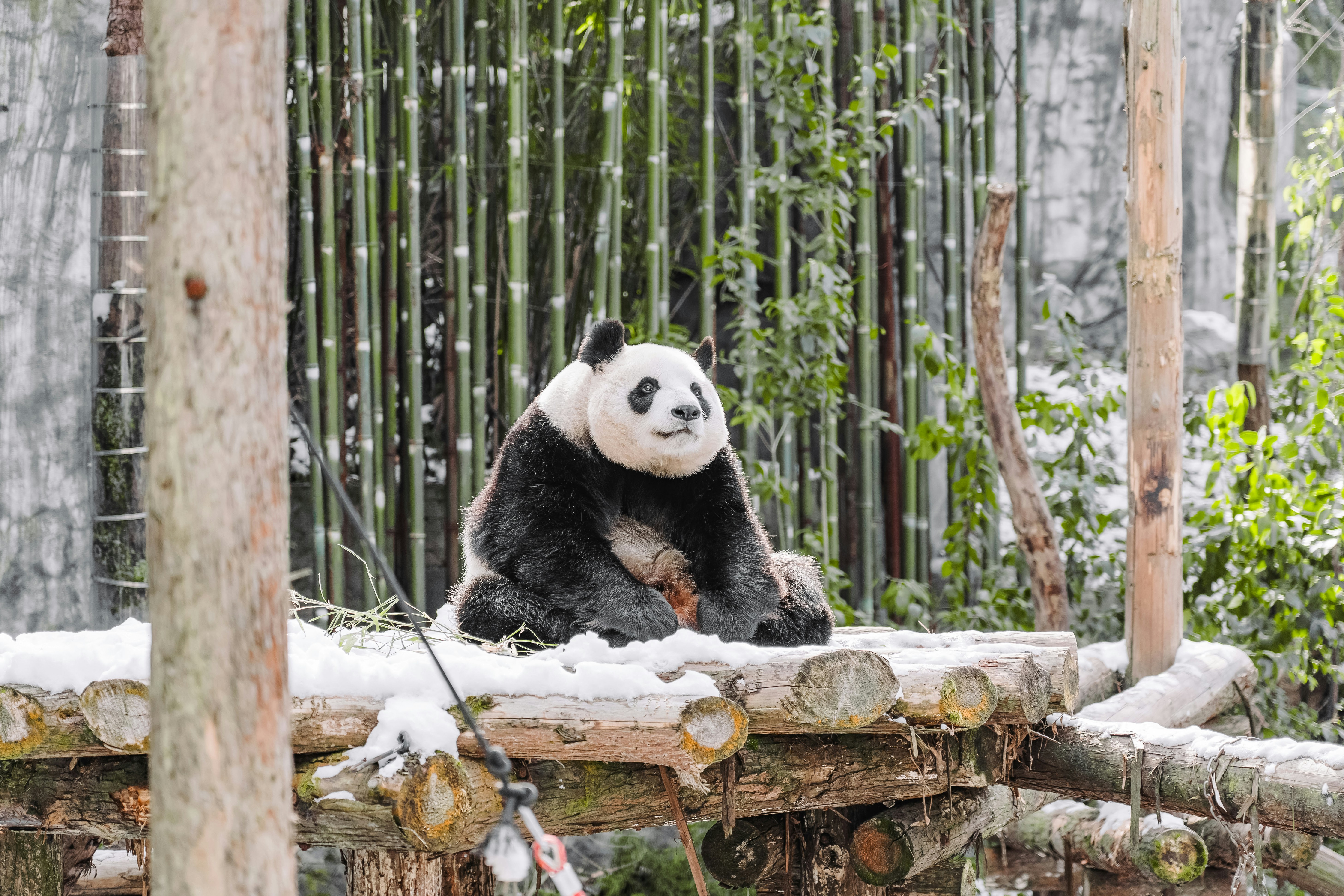 A panda bear sitting on a log in the snow photo – Free Panda Image on ...