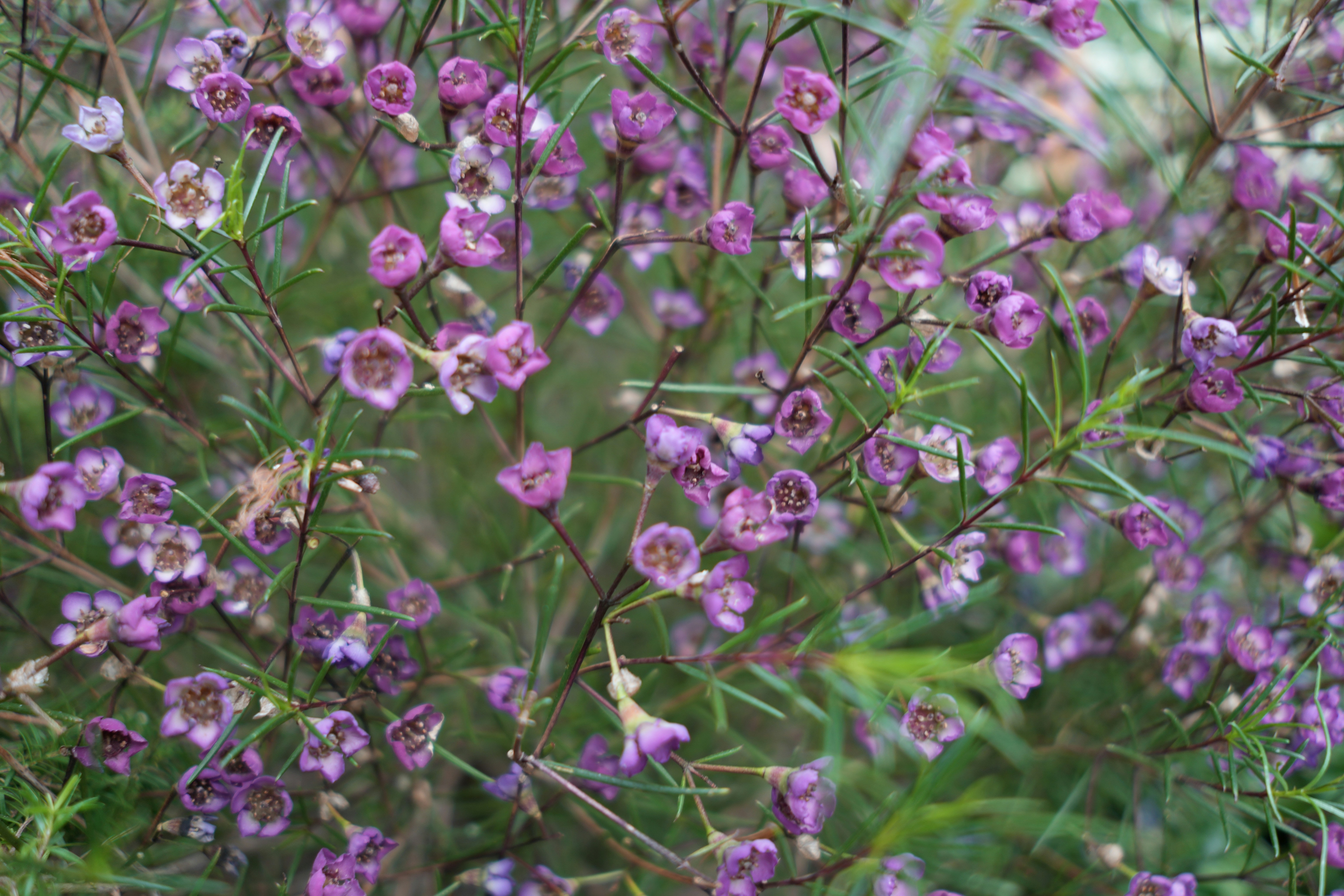 Violet Web: Delicate blossoms woven through slender stems