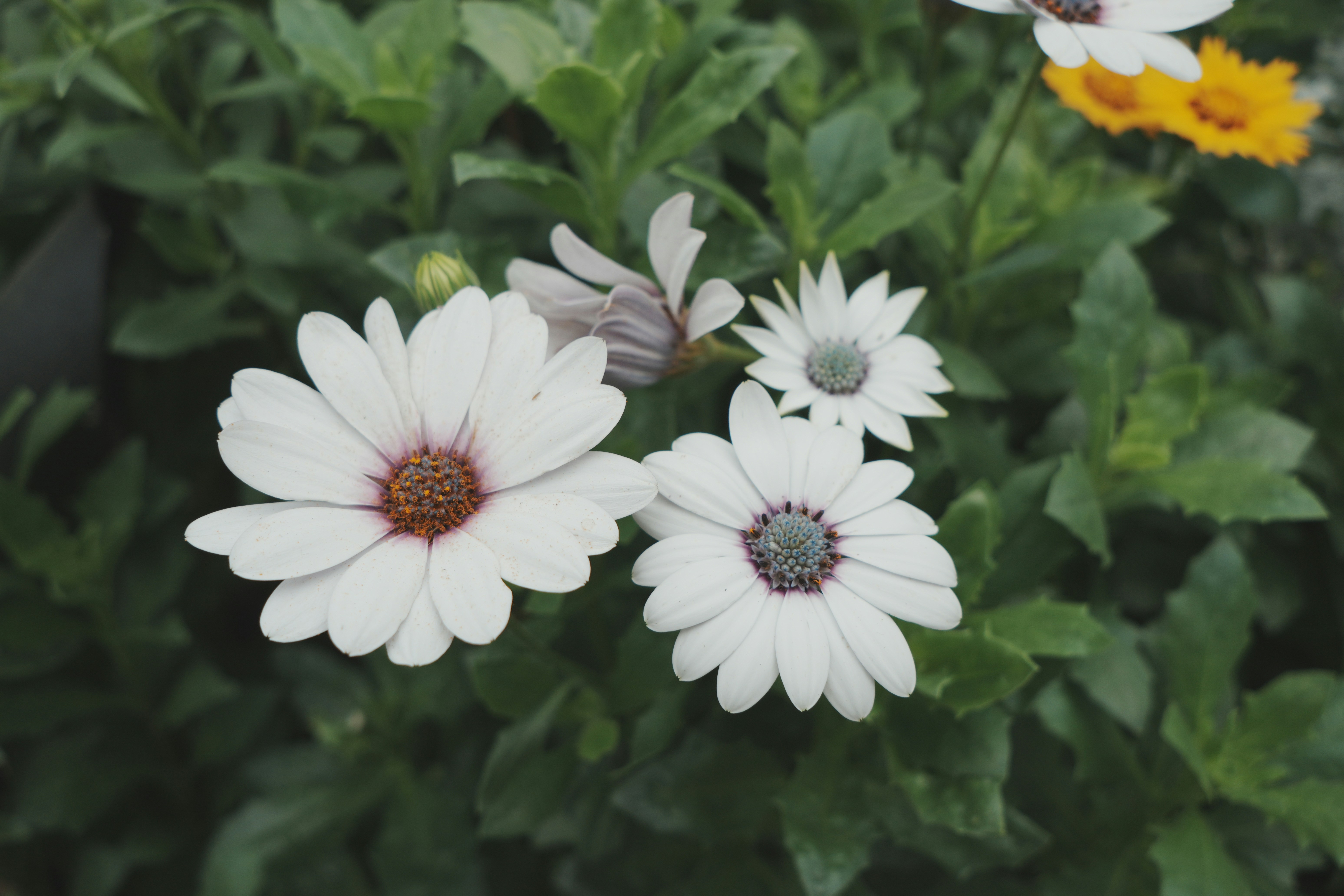 Lilac-centered Daisies in a Quiet Green Garden