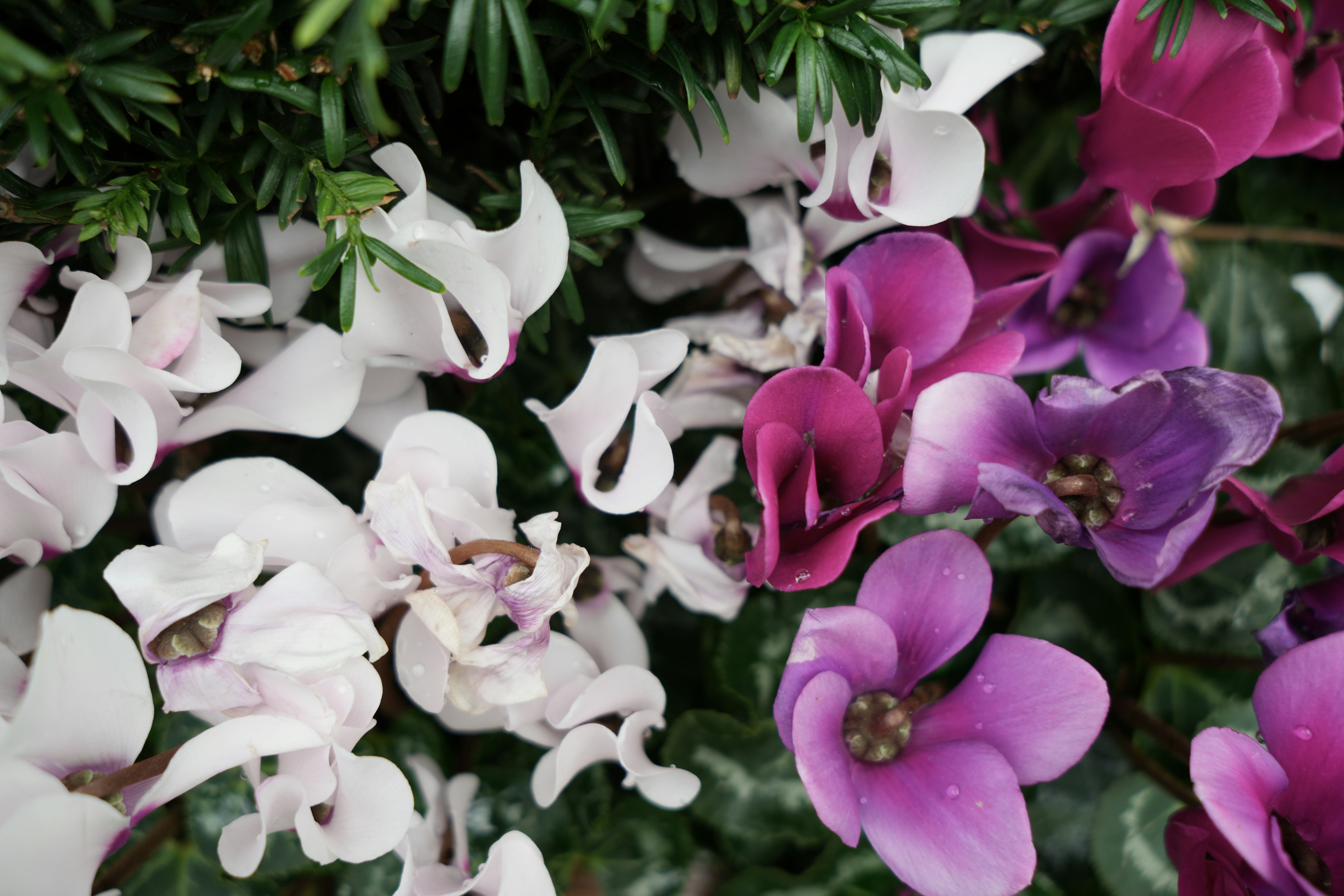 Photo by Devi Alfiani with Sony Alpha 6700