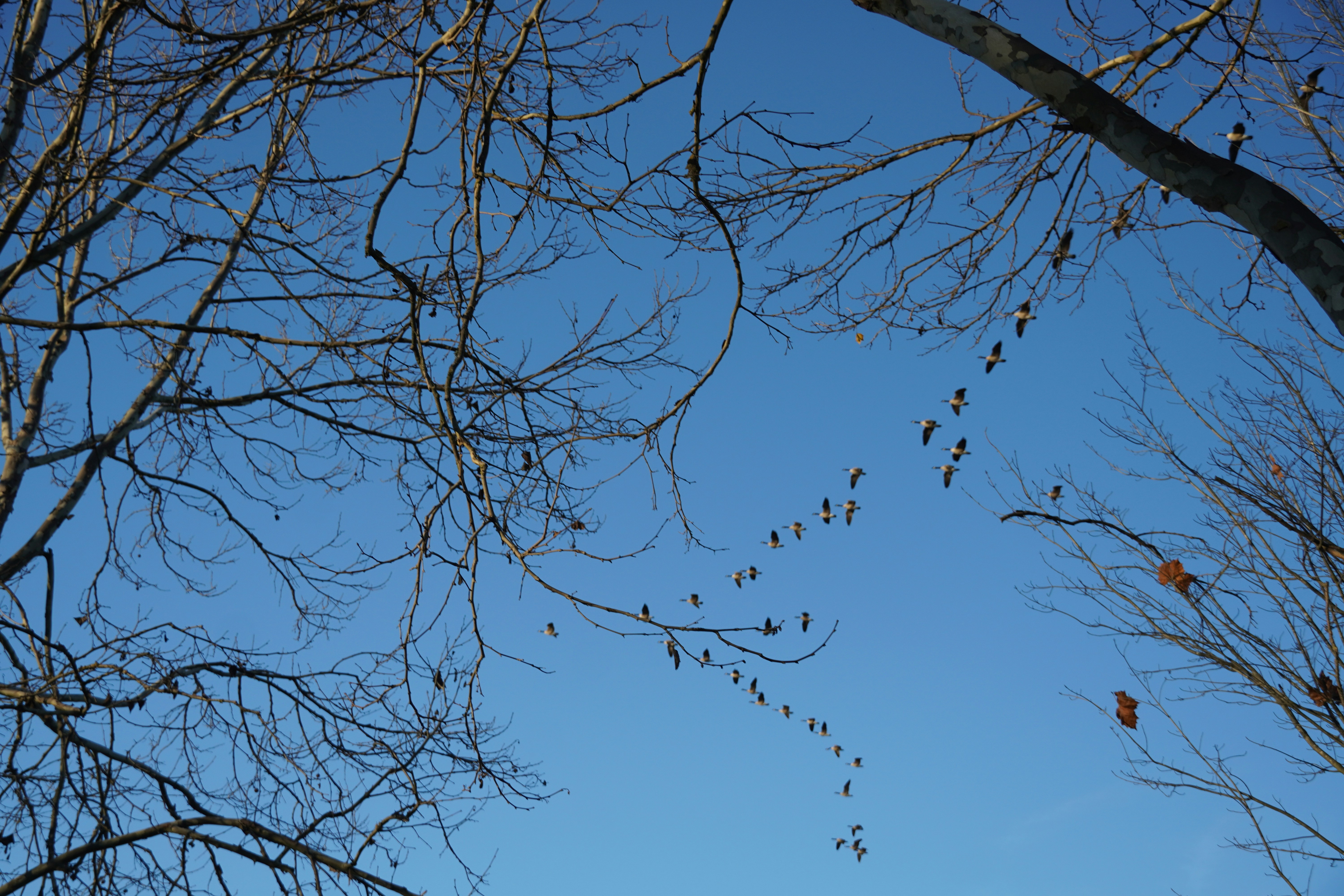 Crescent of Birds: A Flightpath Across a Clear Winter Sky
