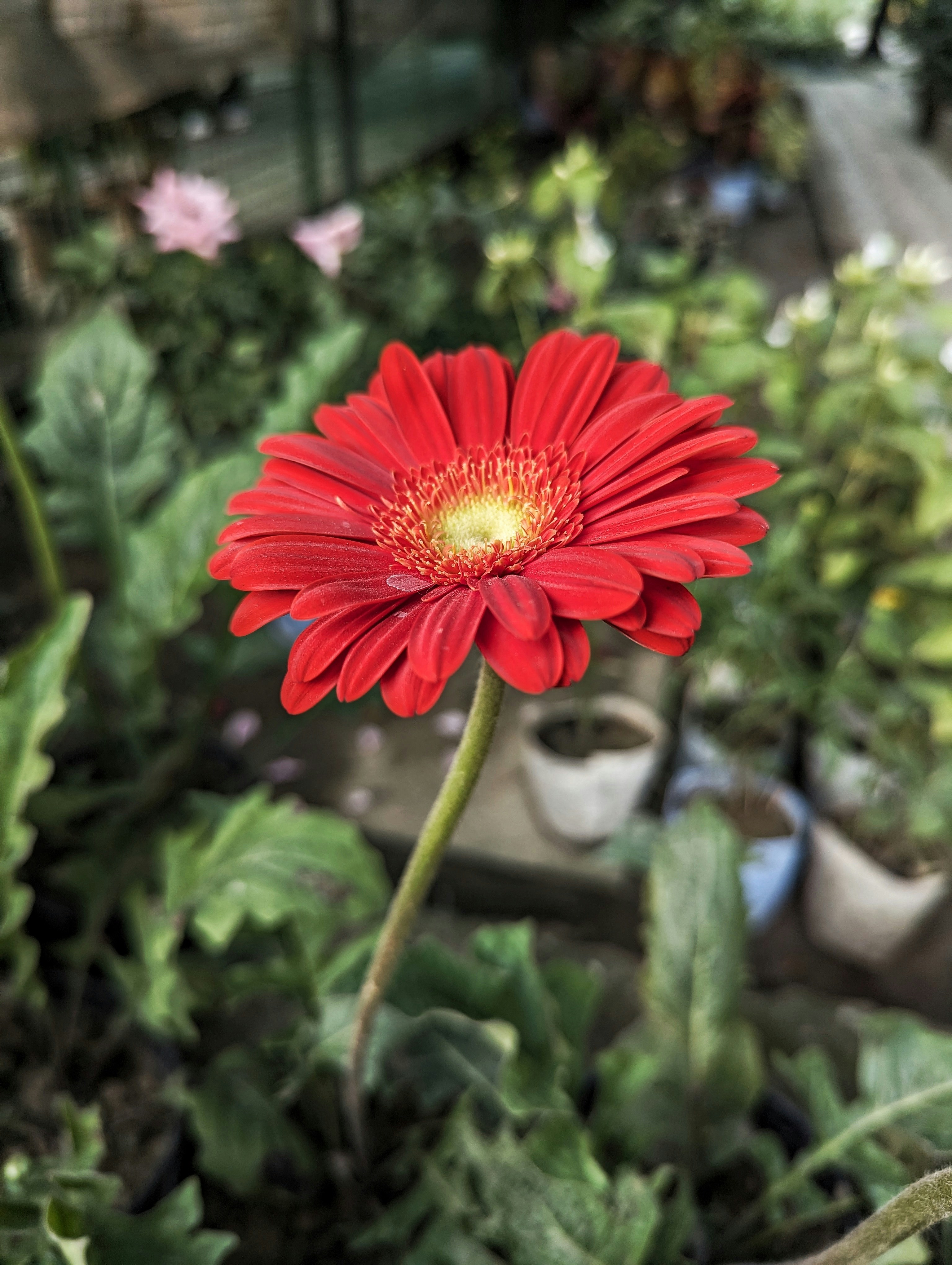 Bright red gerbera daisy dominates the frame in a garden setting, with a softly blurred background. This photograph highlights the petals' texture and the bright yellow center.