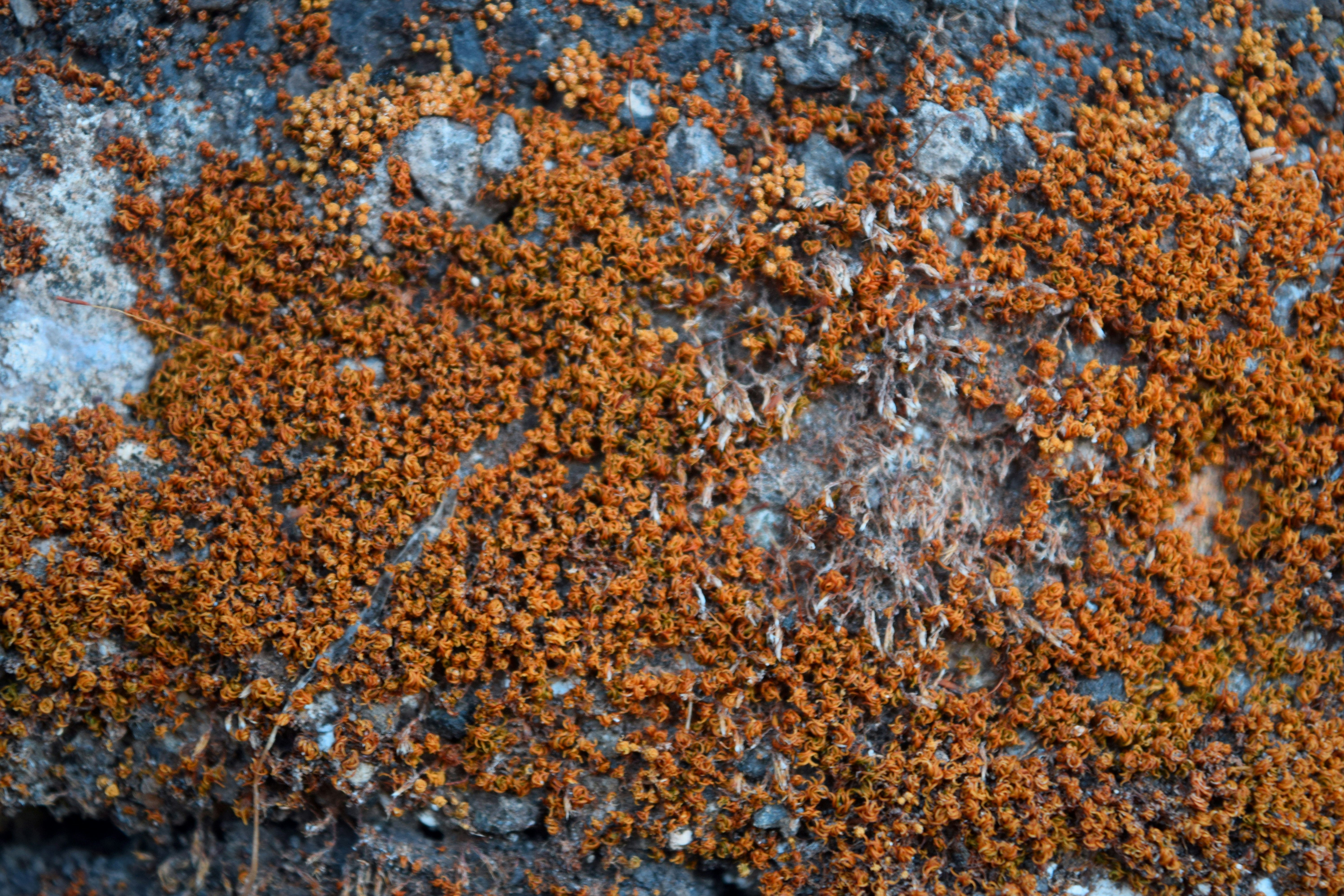 Amber Lichen Constellations Tracing a Weathered Granite Surface