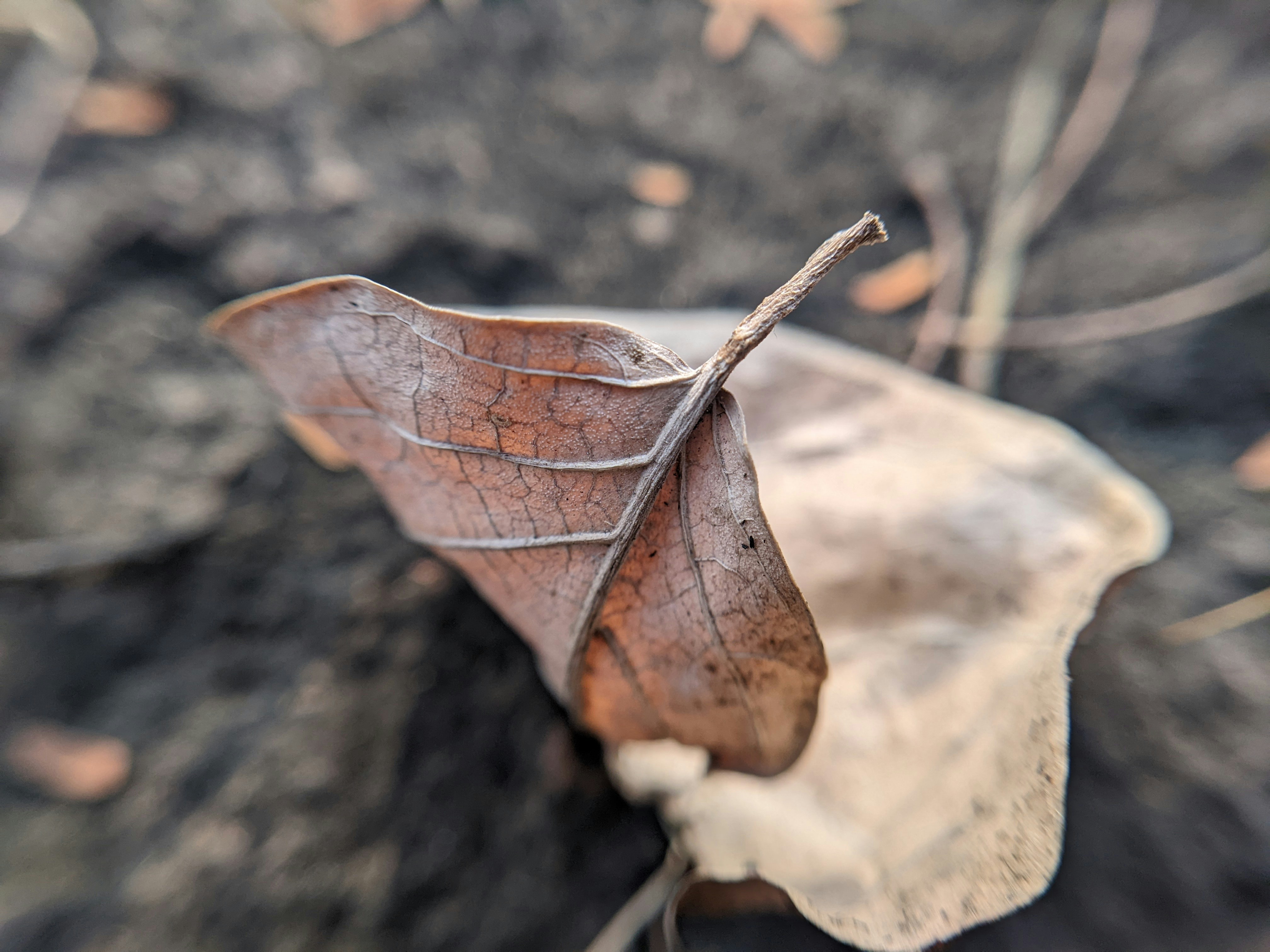 Close-up of a dried leaf balanced on a pale rock, featuring a shallow depth of field that blurs the background. The scene centers on the leaf’s texture and veins, highlighting autumnal detail.