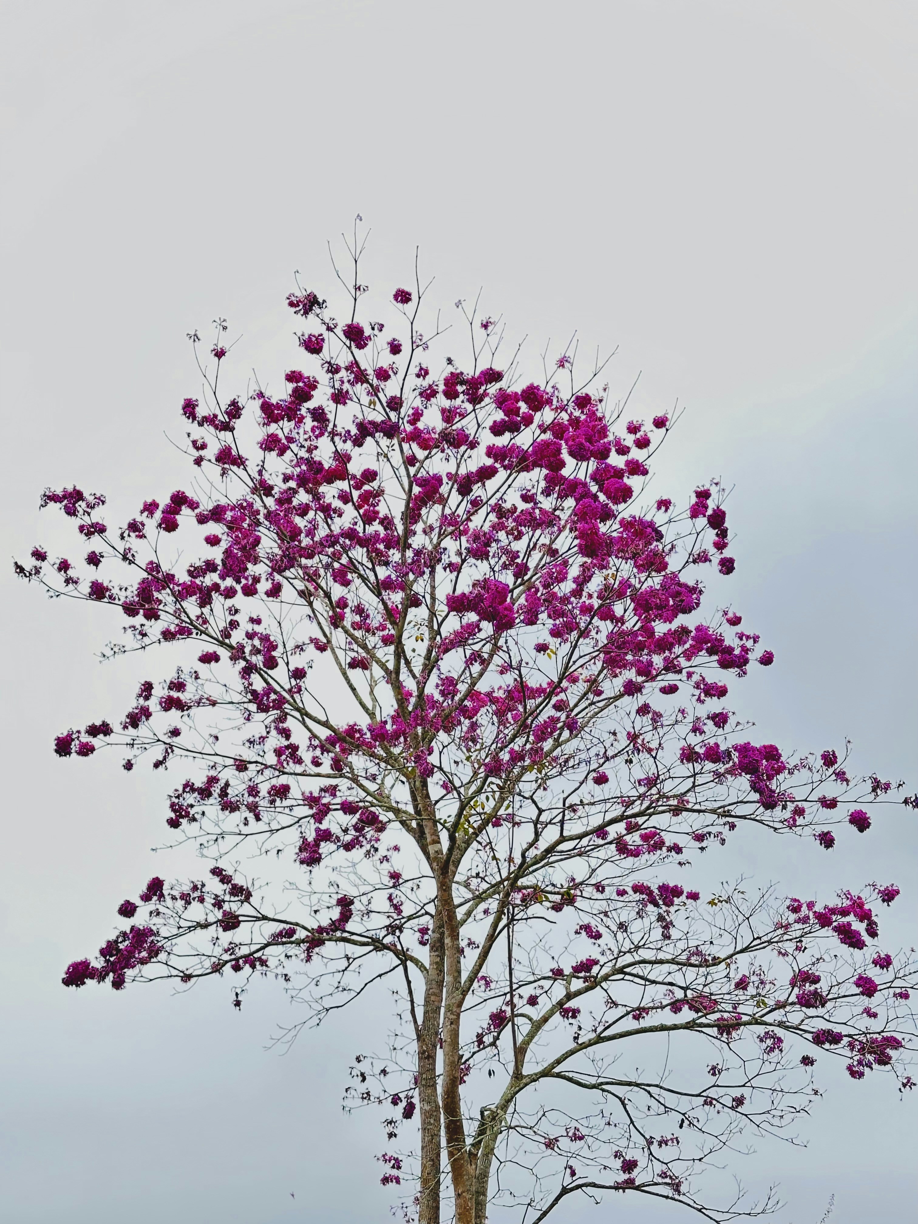 Crimson Bloom Canopy: A Lone Tree Reaching Toward a Quiet Sky