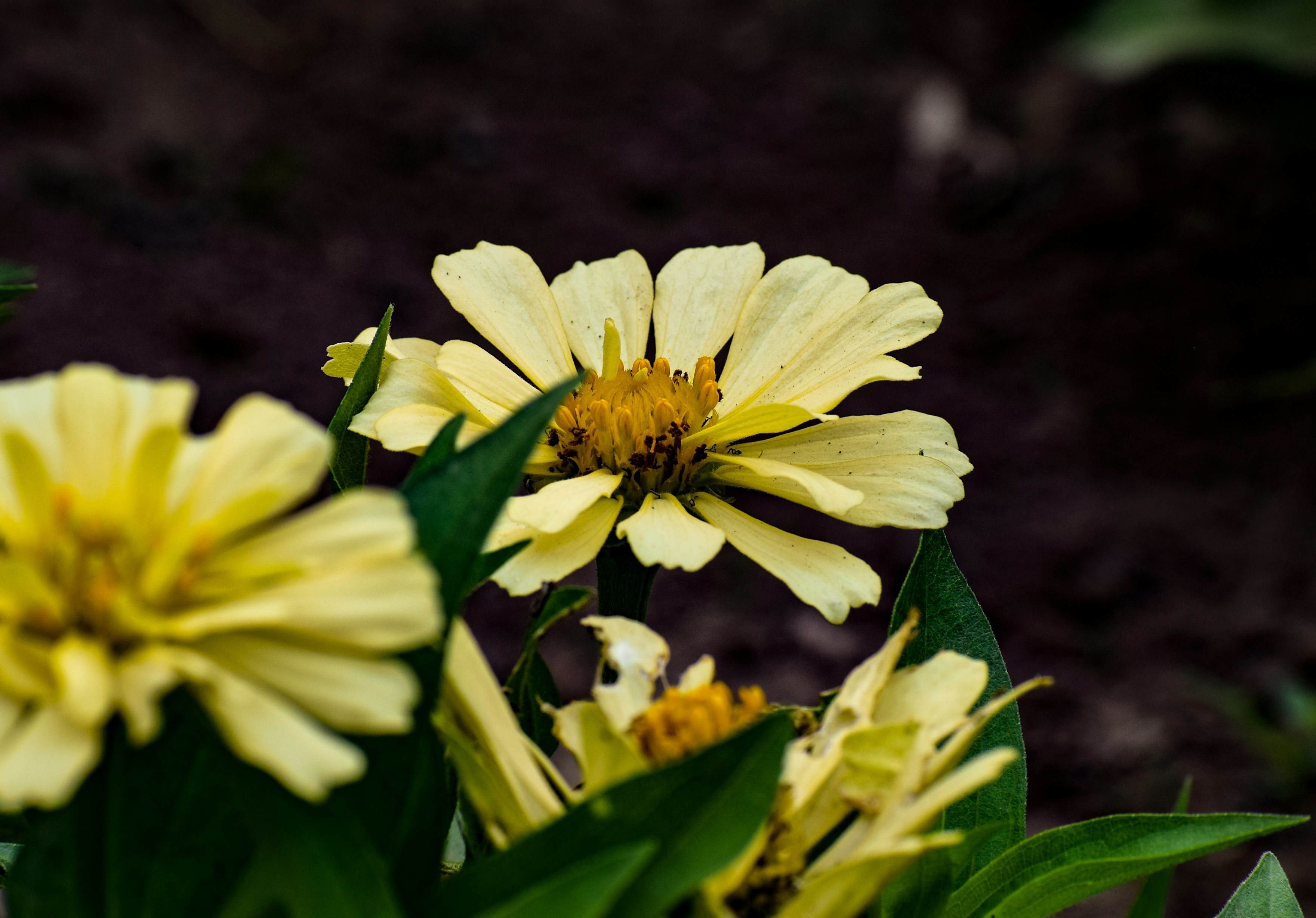 Sunlit Zinnia Crown in a Velvet-Shadow Garden