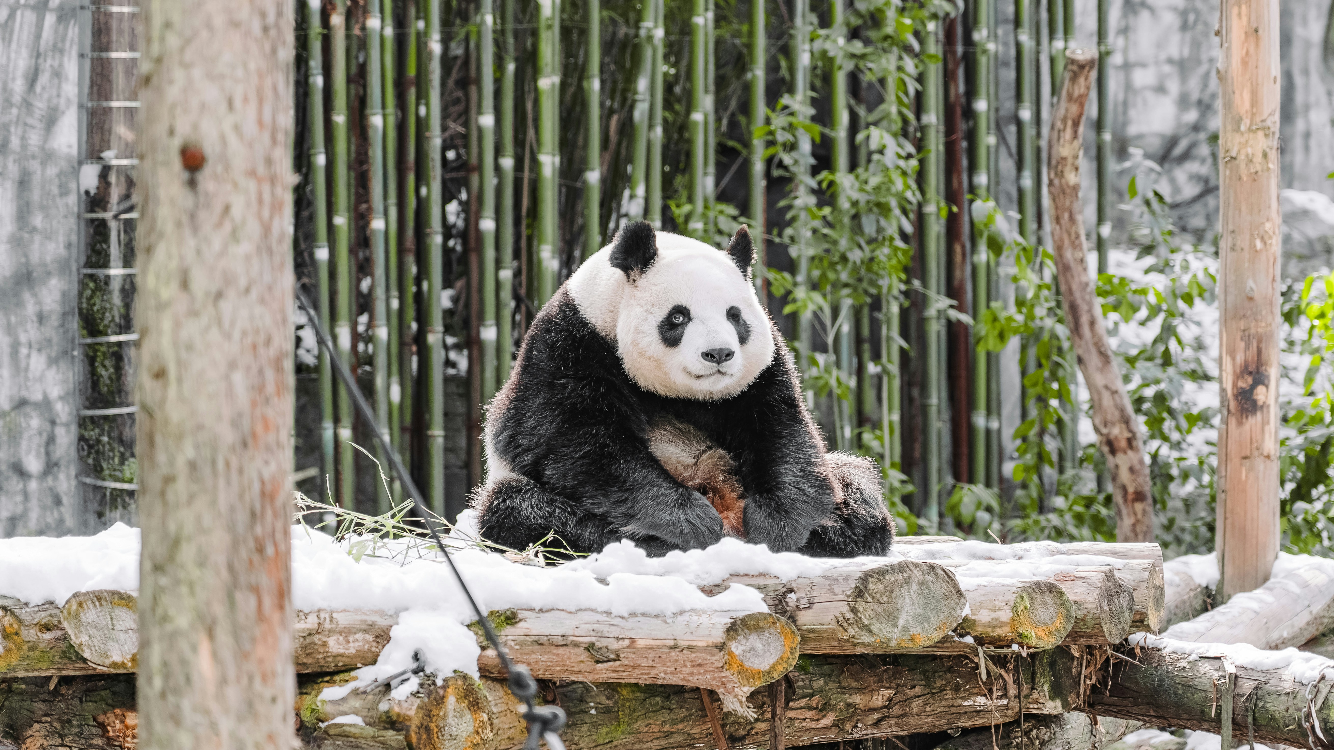 A panda bear sitting on a log in the snow photo – Free Animal Image on ...