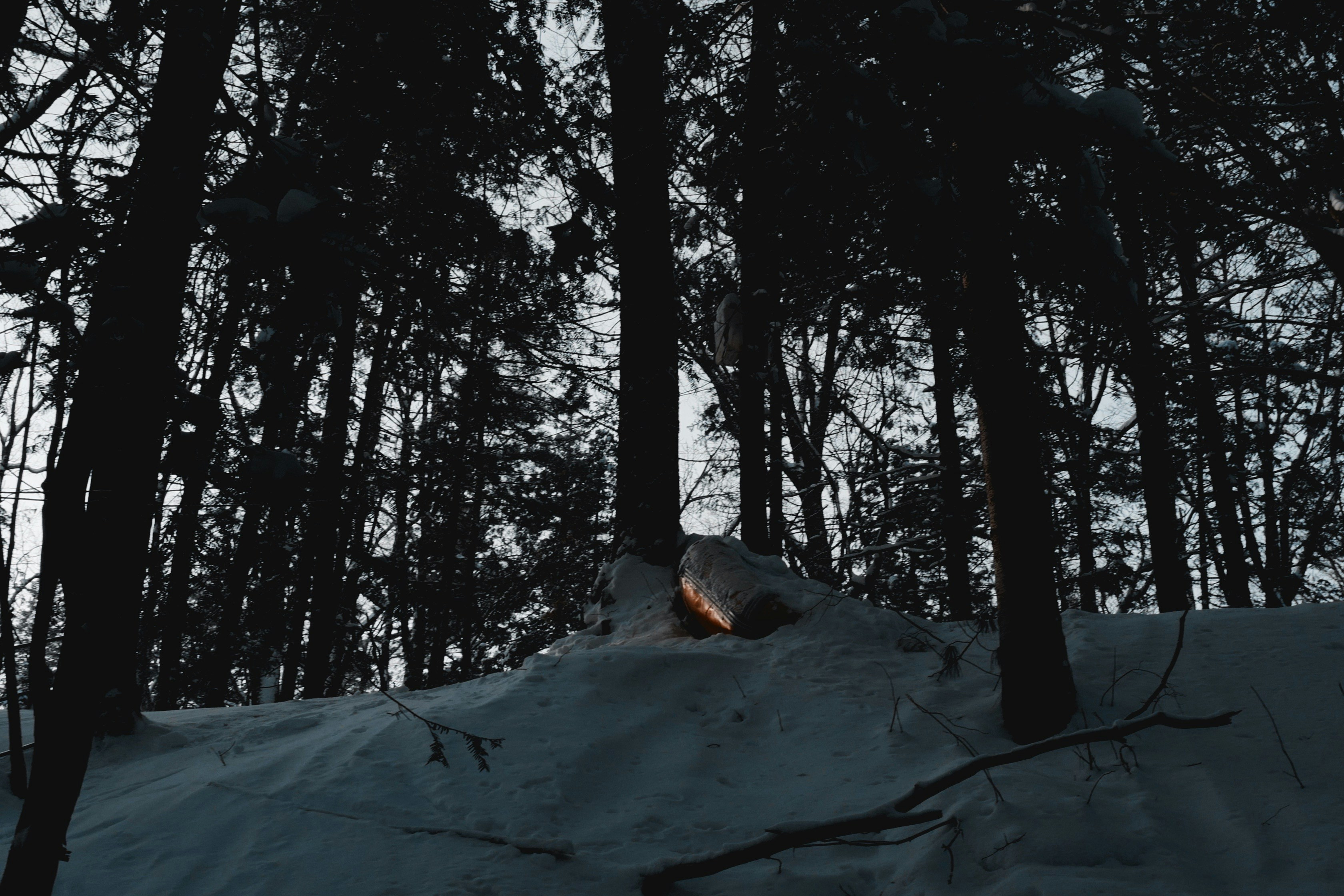 Ember on the Snow: A Quiet Fire in the Pines