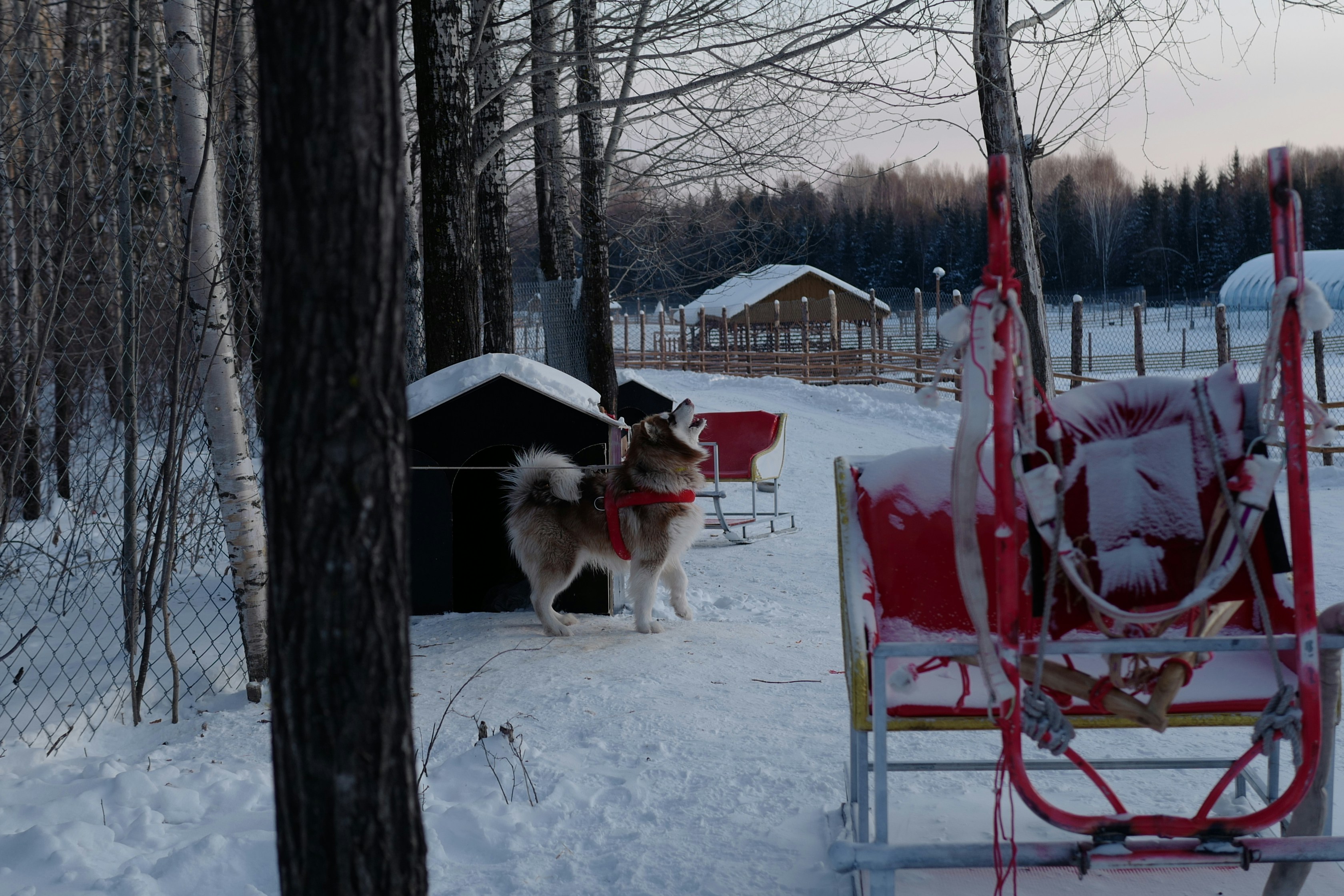 a dog pulling a sled in the snow