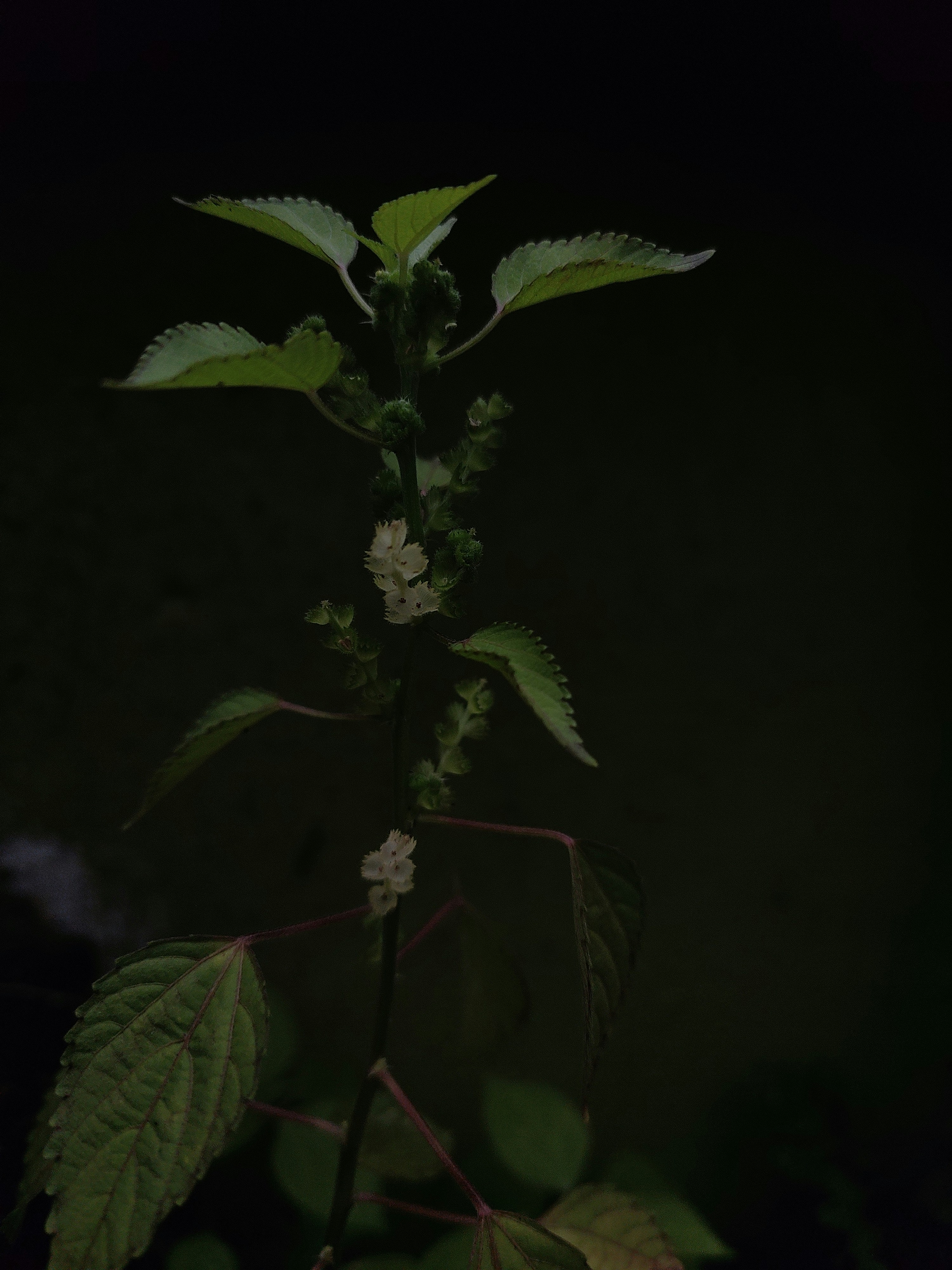 Lone Night-Bloom: A Tall Plant Reaching Through Darkness