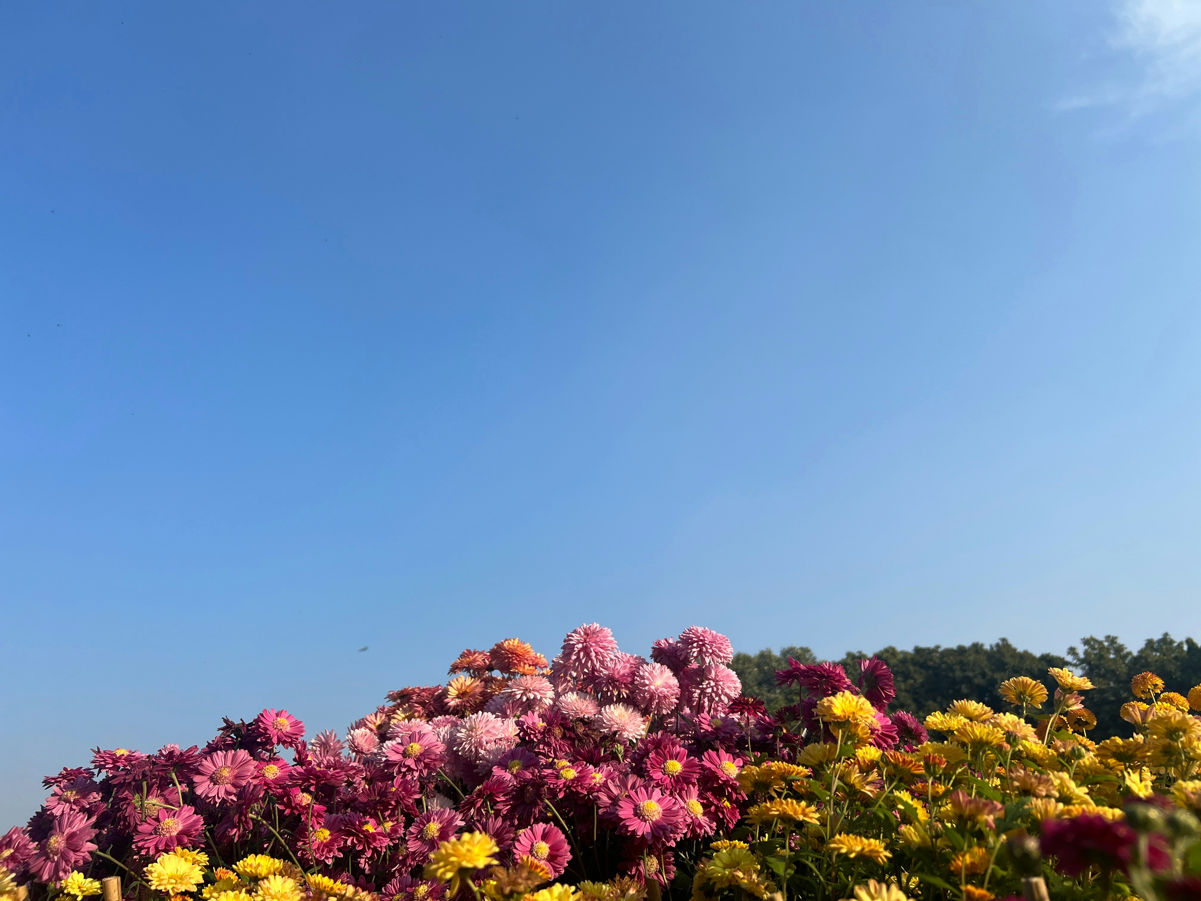 Flowers and blue sky