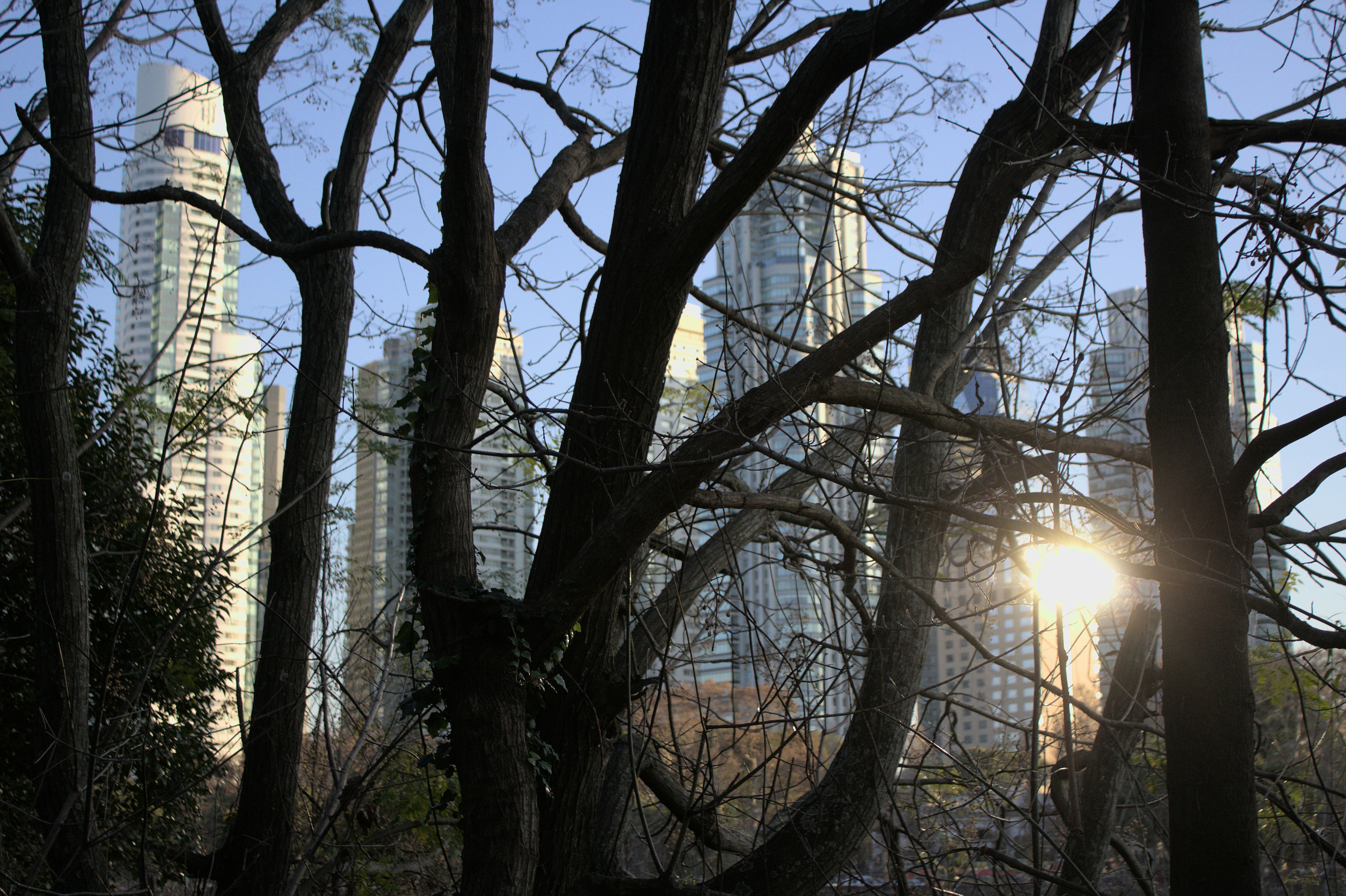 Sunlight Through Winter-Bare Branches Framing a Modern Skyline