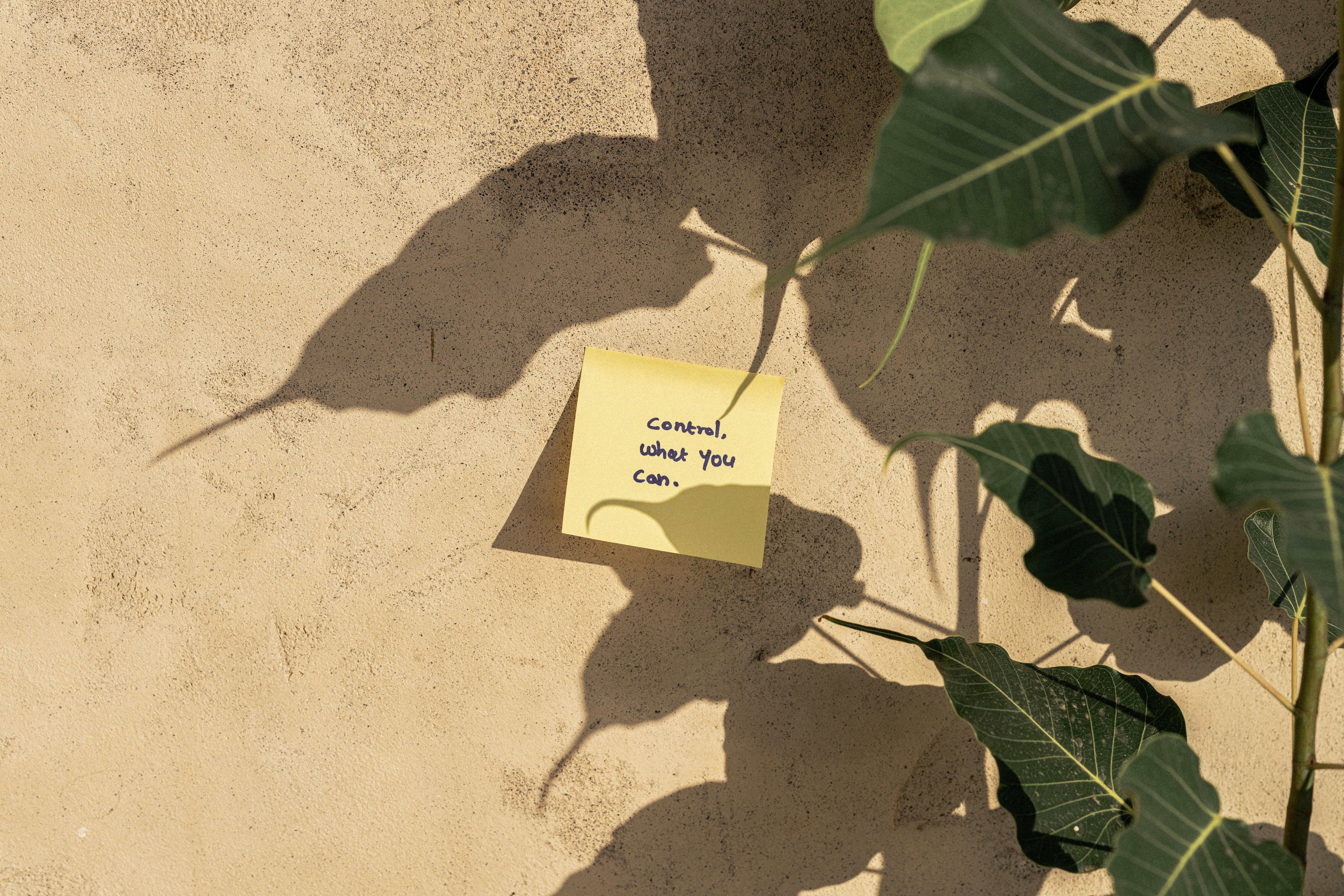 Sticky Note on Sunlit Wall: A Quiet Nudge in the Garden