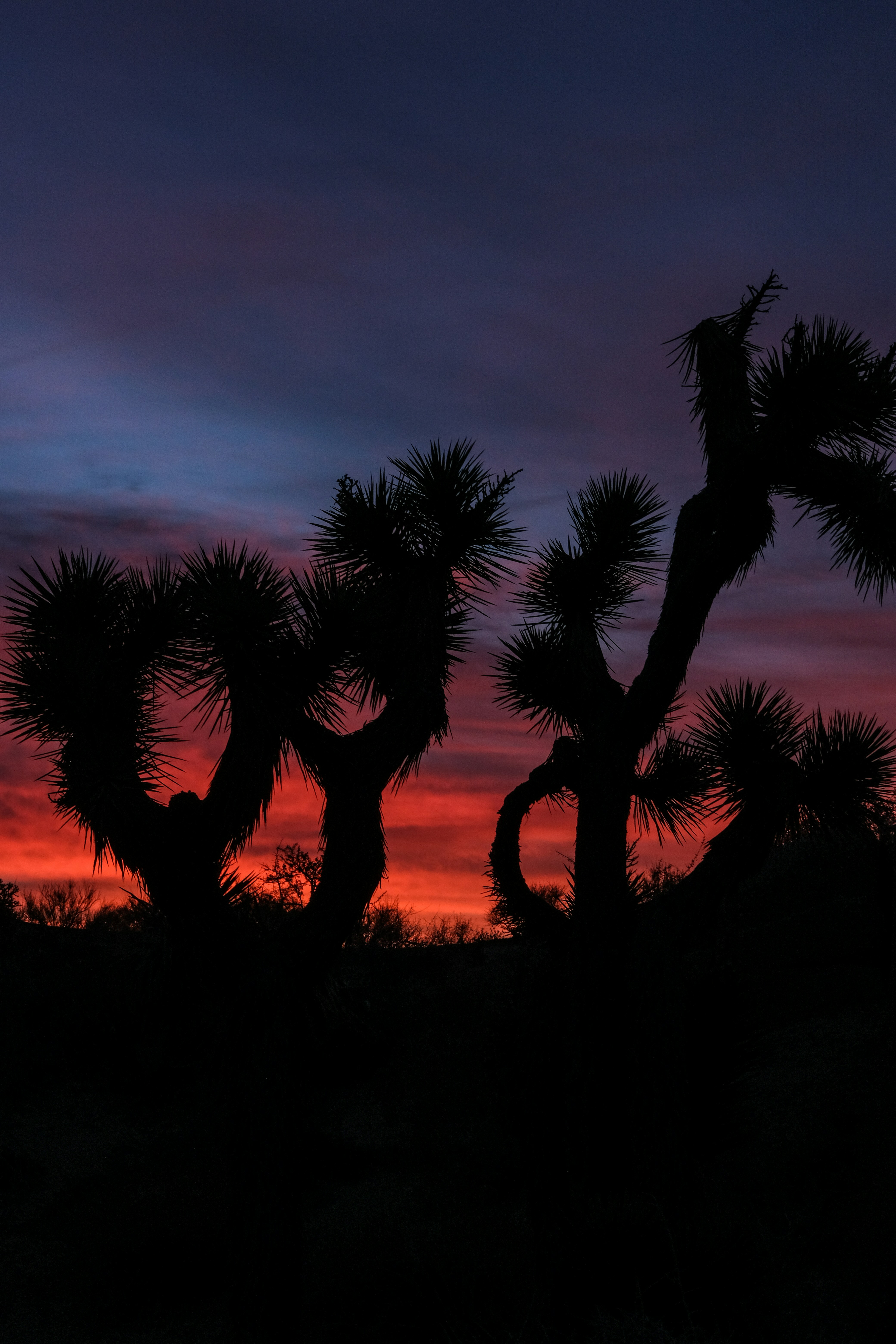 A silhouette of a joshua tree against a sunset photo – Free Joshua tree ...