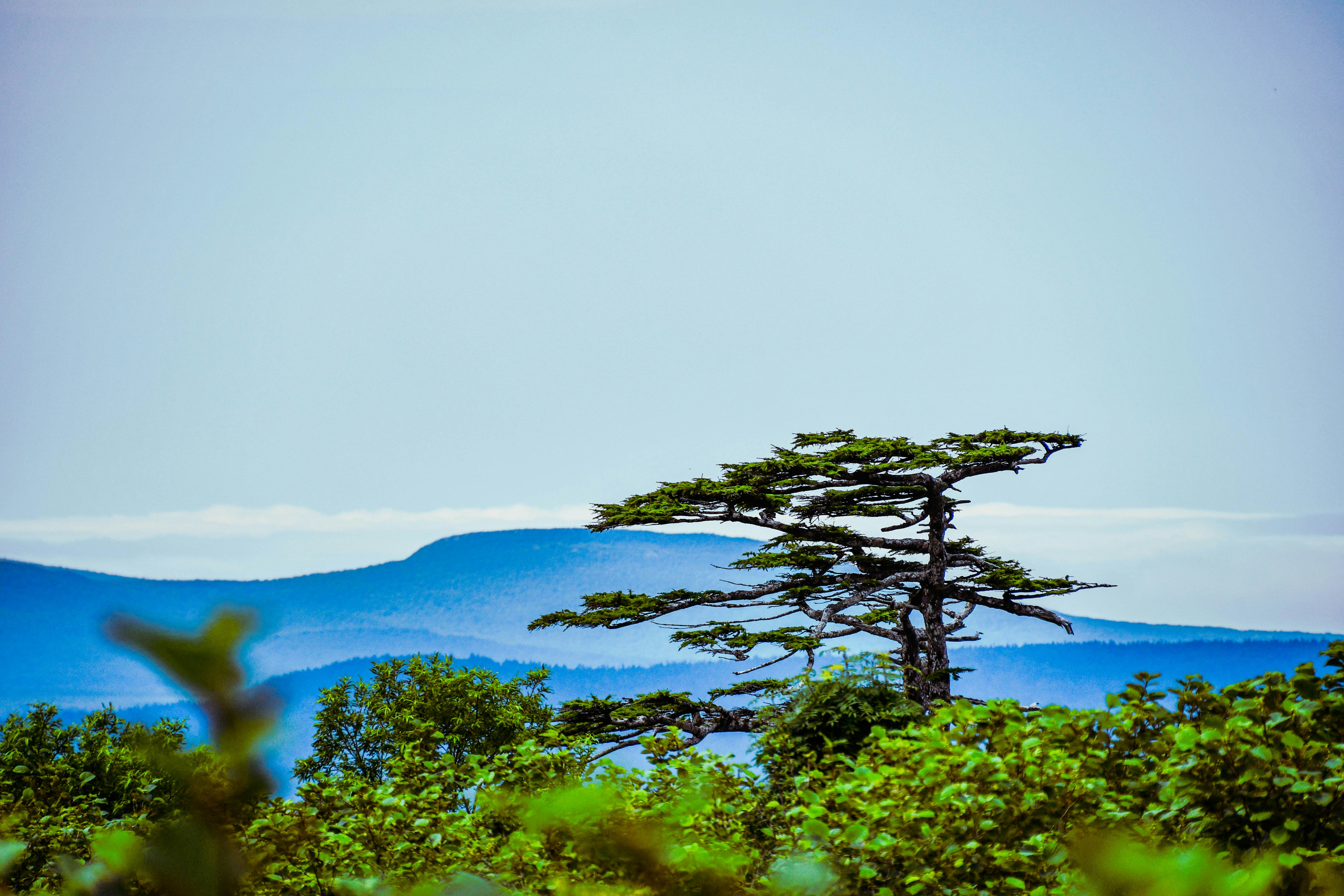 Lone Pine on a Crest: Sentinel Above a Sea of Green