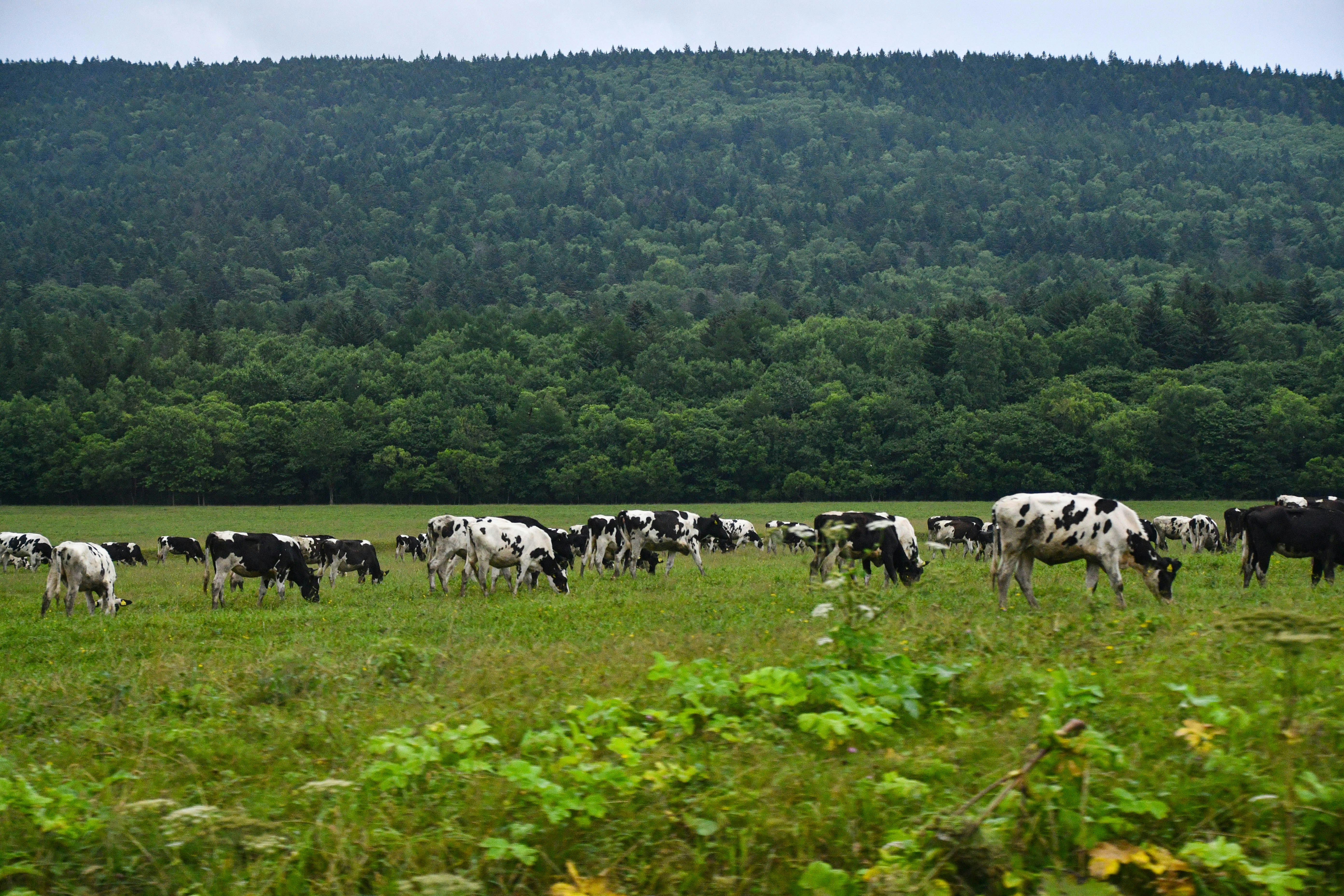 Cows In Field Pictures | Download Free Images on Unsplash