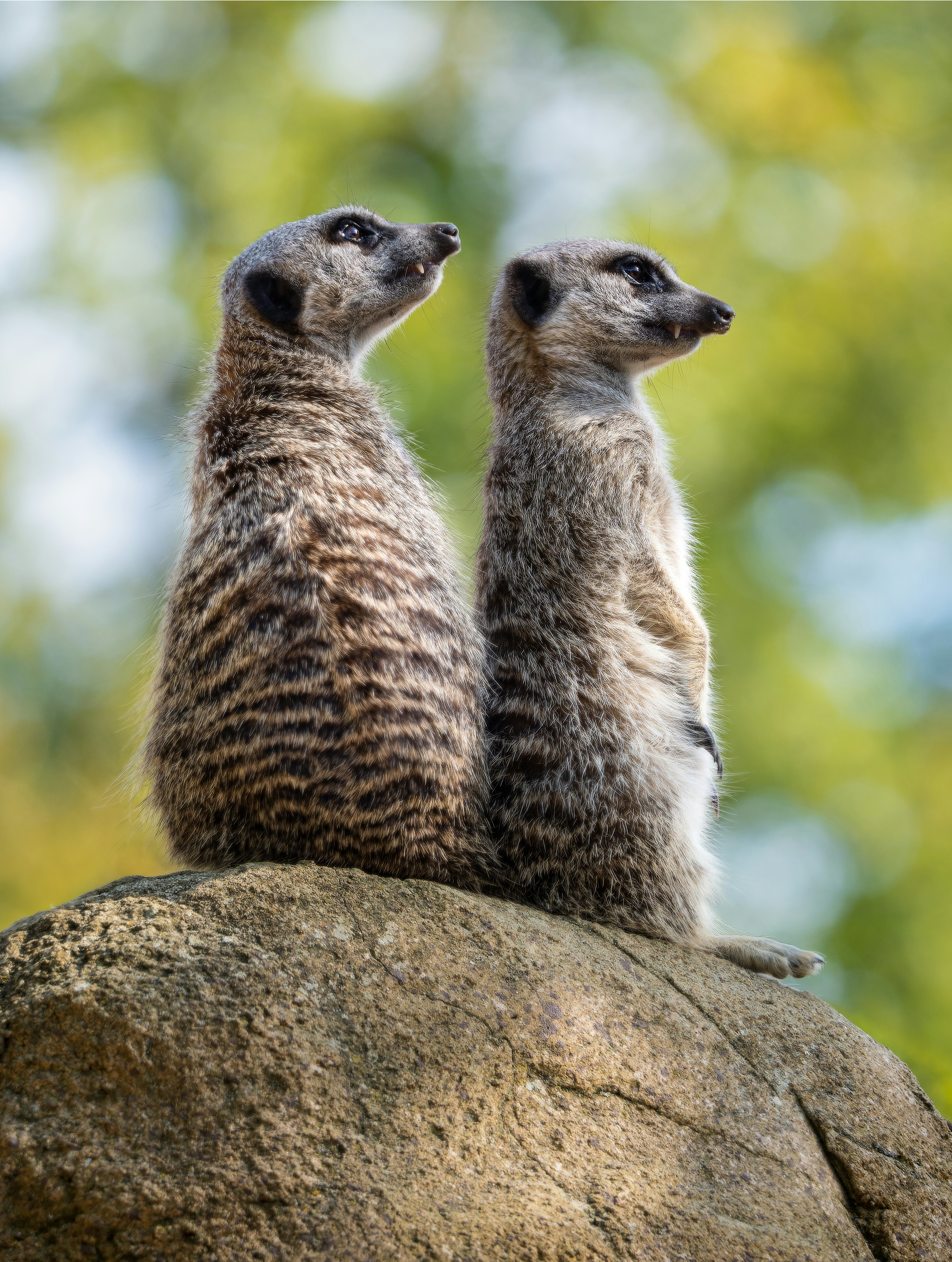 Sunlit Vigil: Two Meerkats Perched on a Weathered Rock