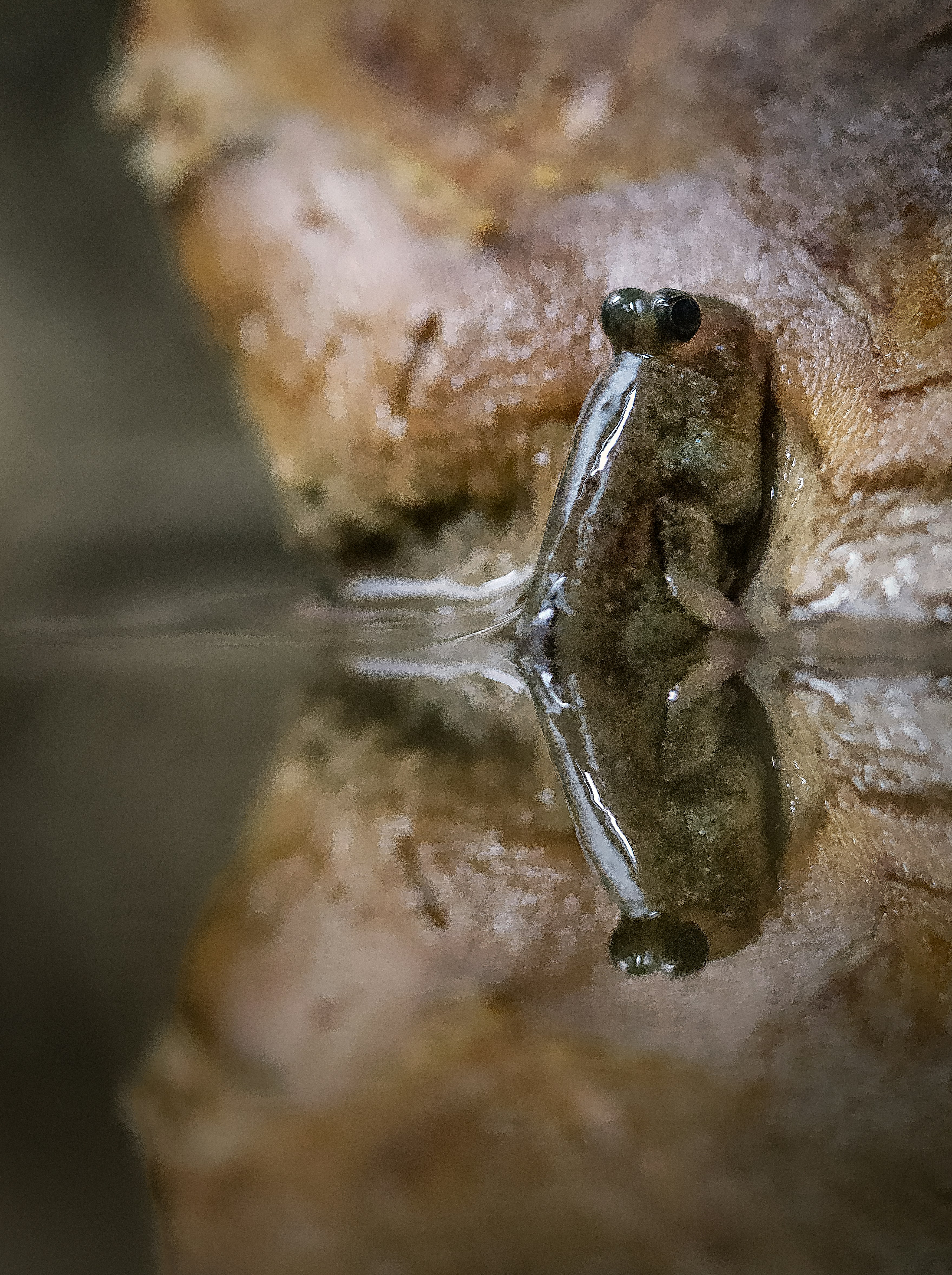 Eye at the Edge: A Tiny Amphibian Breaks the Surface