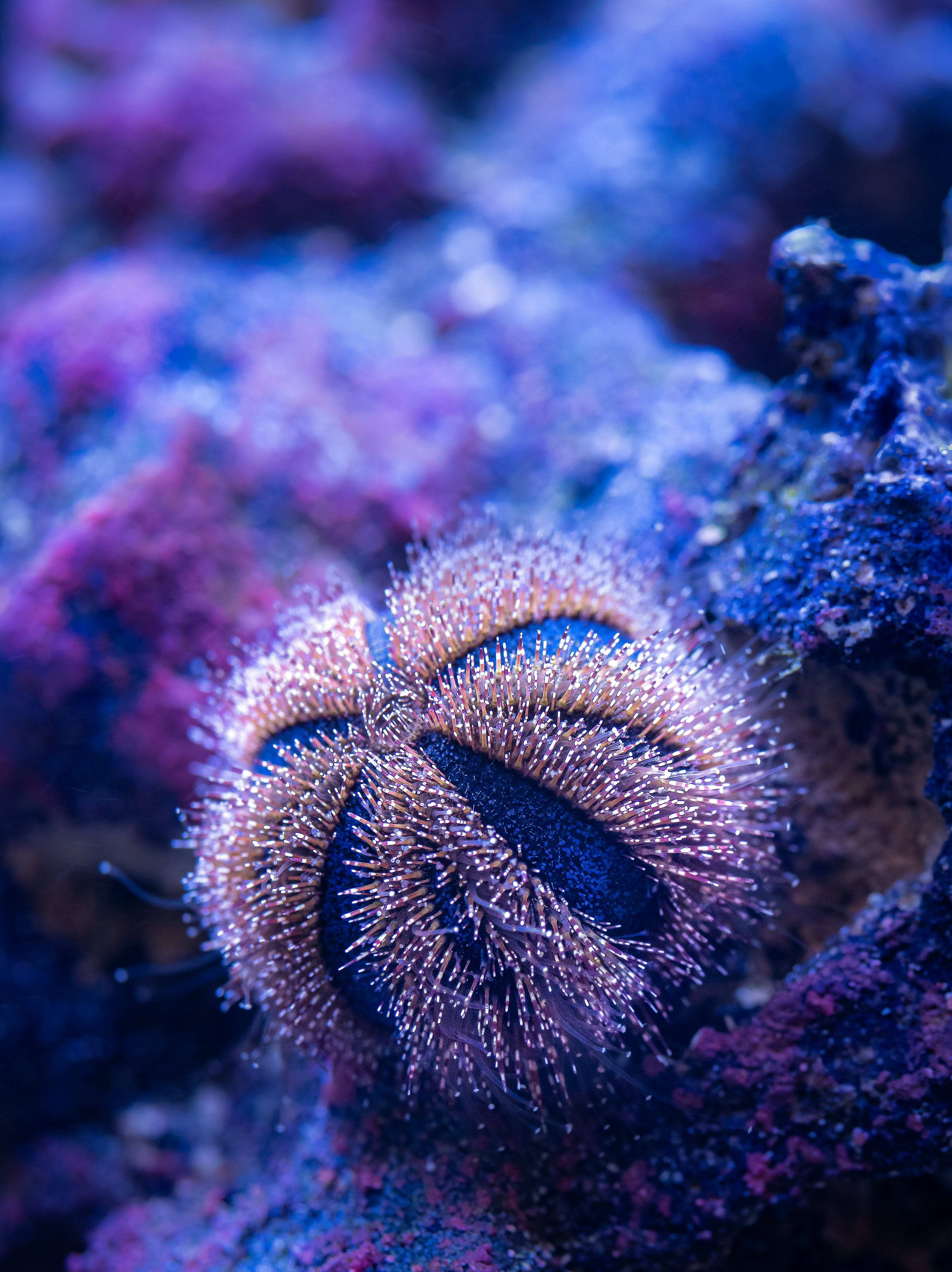 Velvet Ring of Glimmering Polyps Under Blue Reef Light