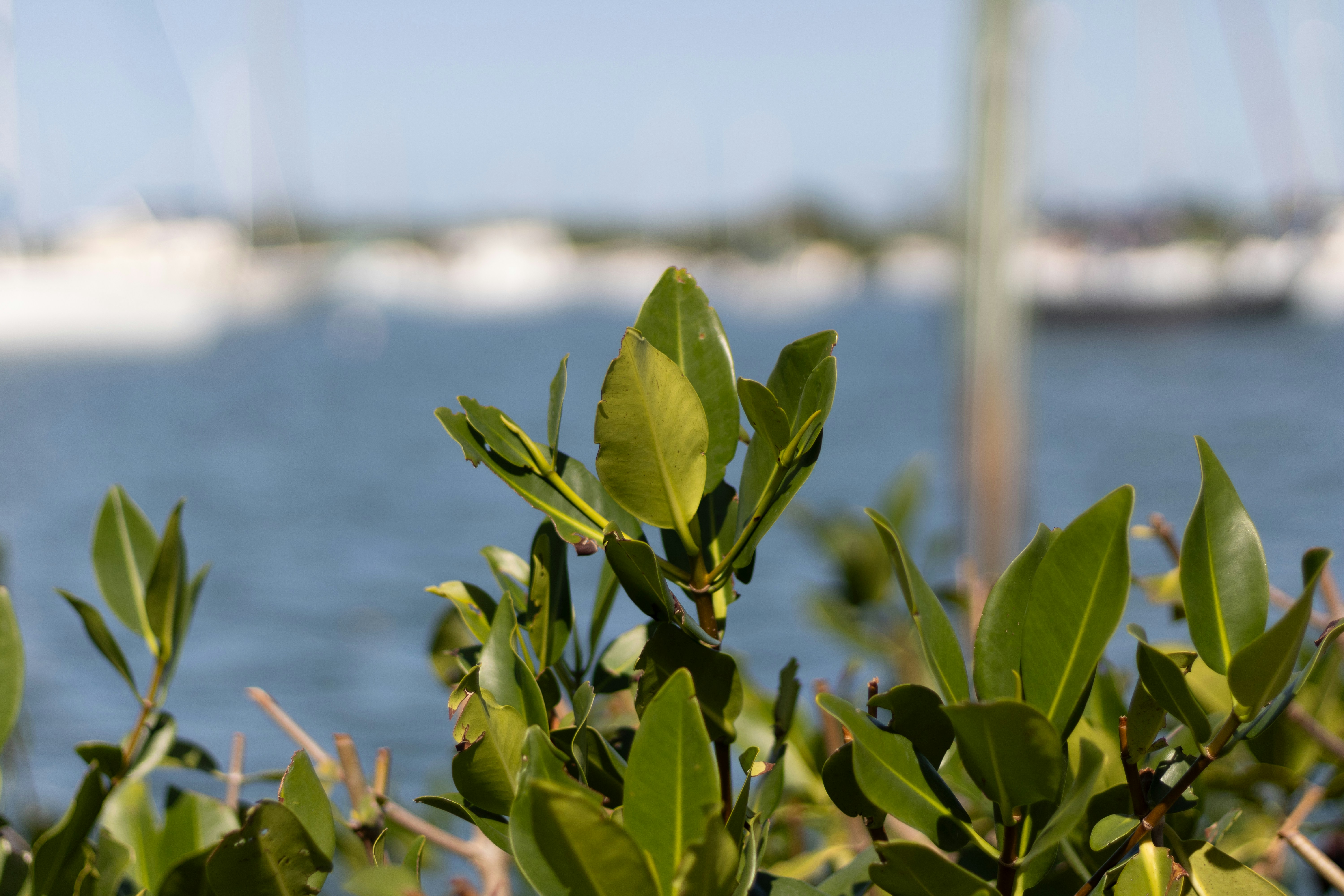 Verdant Foreground Framing a Quiet Marina