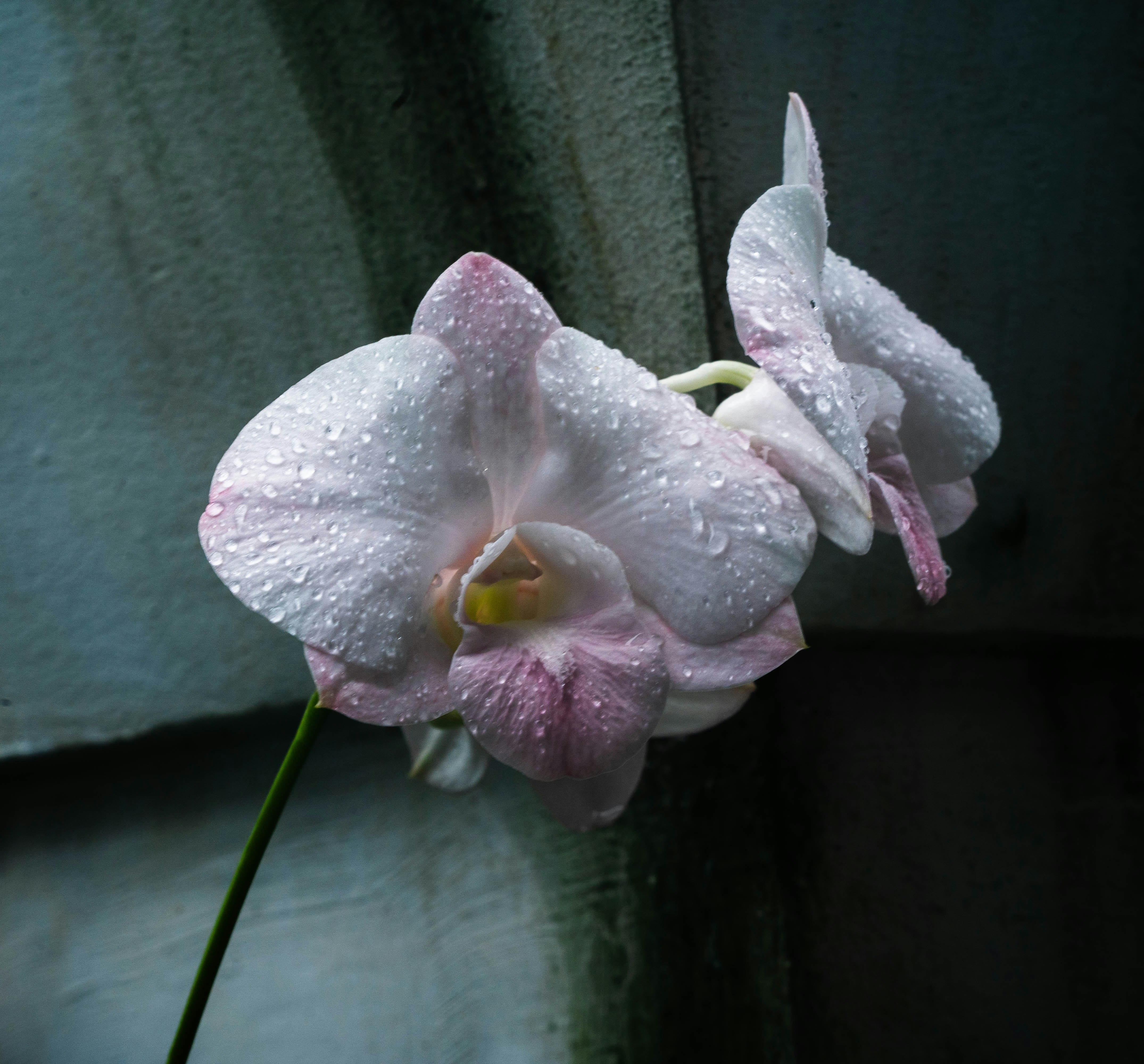 Dew-Kissed Phalaenopsis Against a Velvet Dim Backdrop