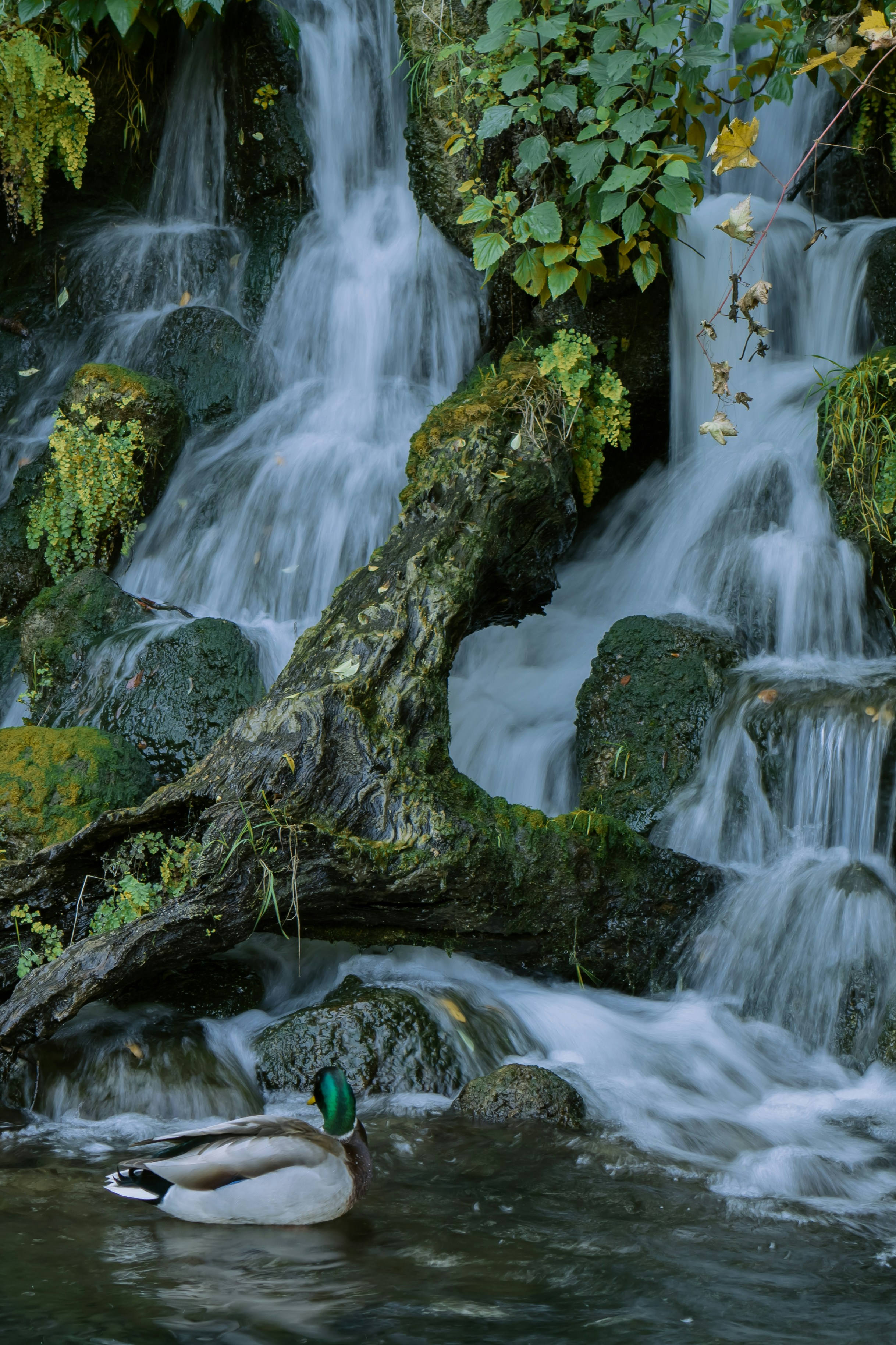 A duck is swimming in a stream of water photo – Free Land Image on Unsplash
