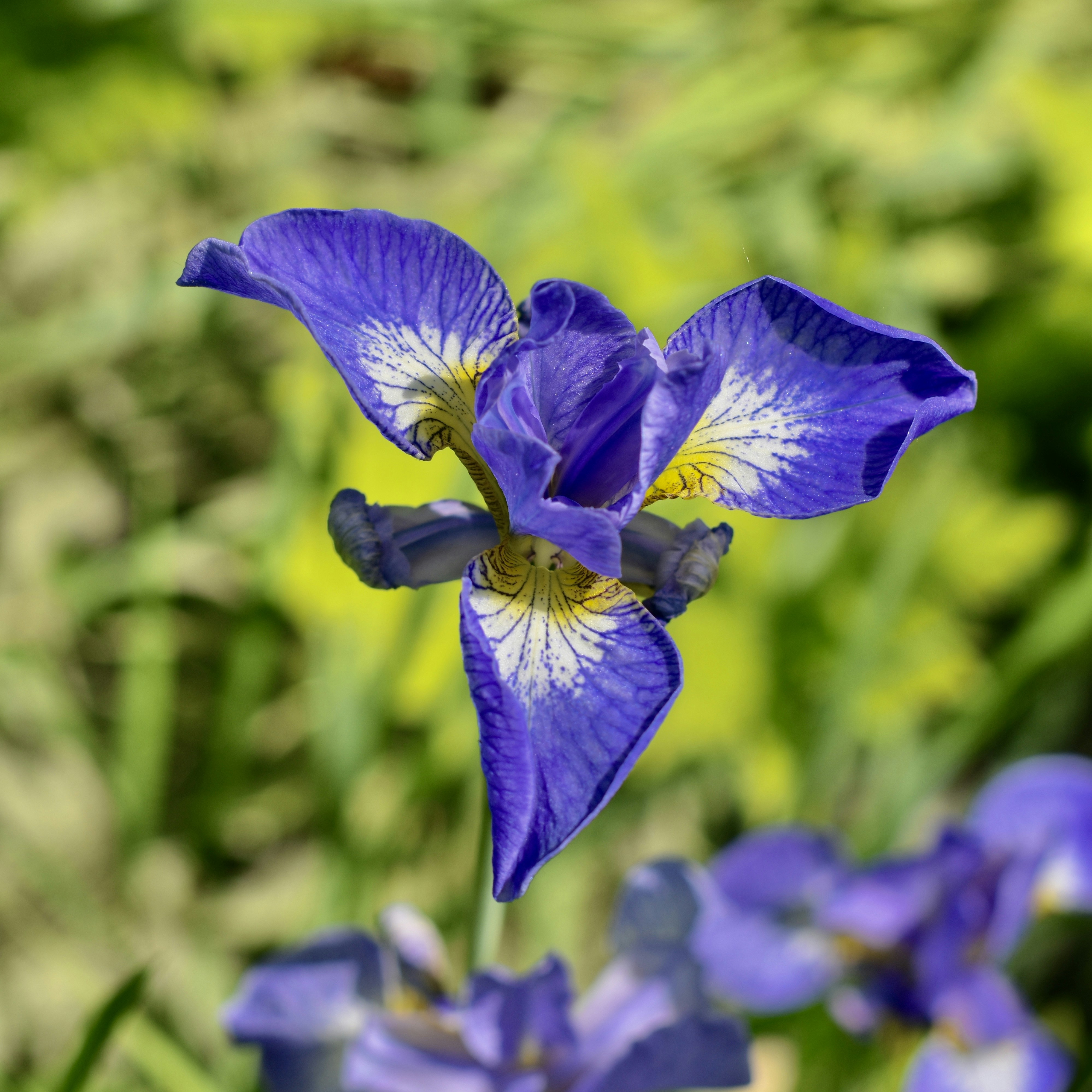 Photo by LeAndrea with Nikon D3400