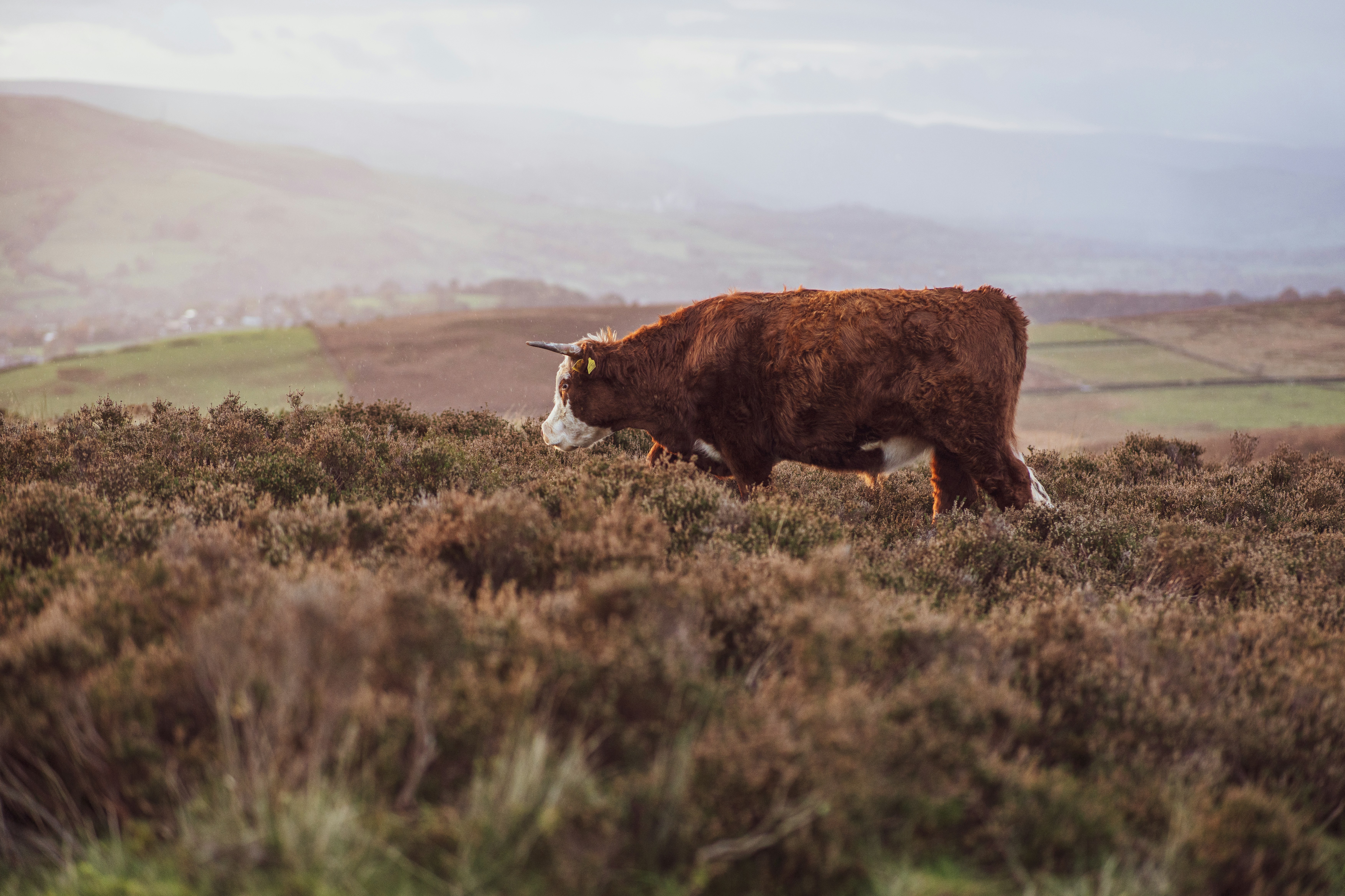 Red-brown Highland Cow on moorland at dusk