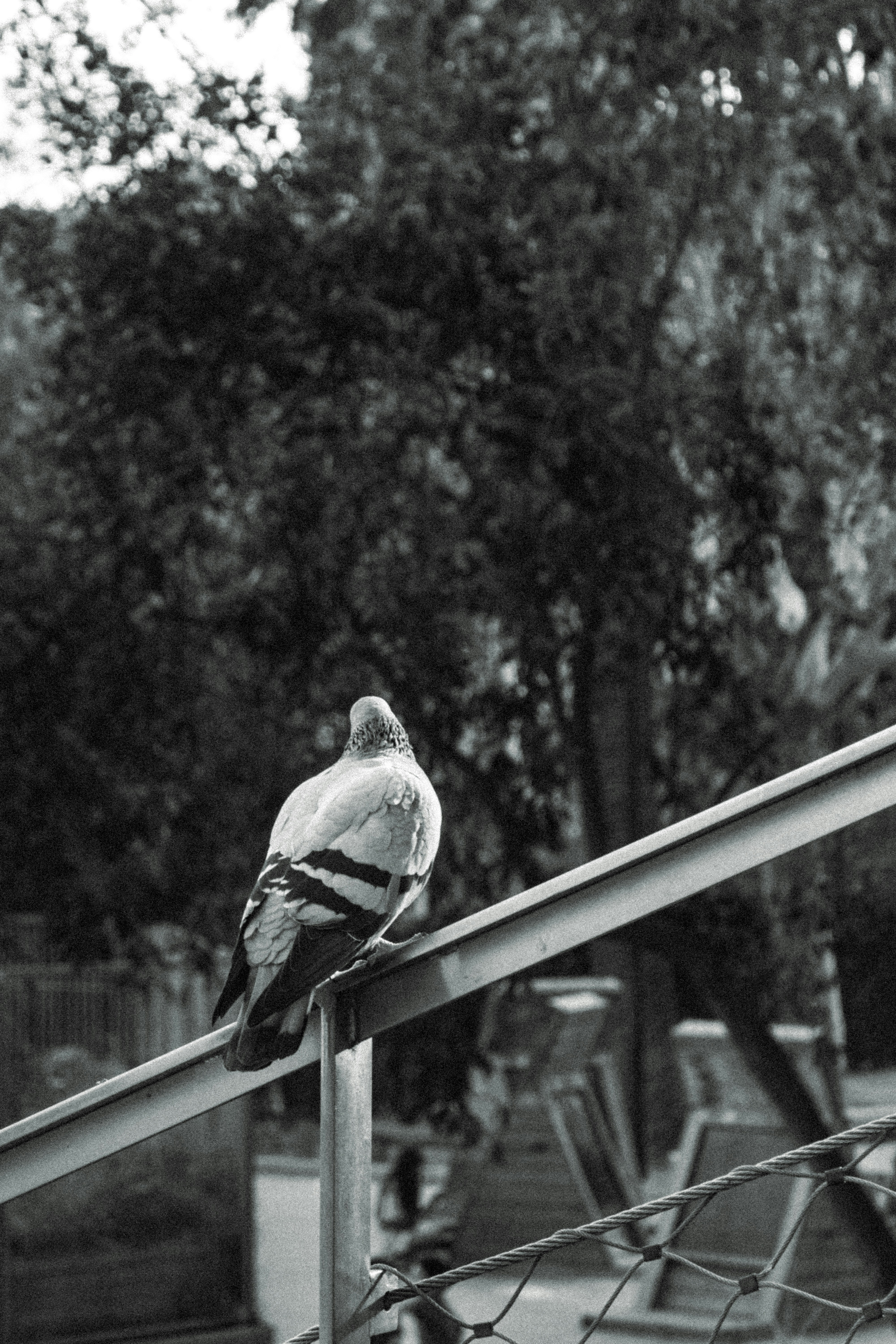 Pigeon on a Tilted Rail: A Quiet Monochrome Moment