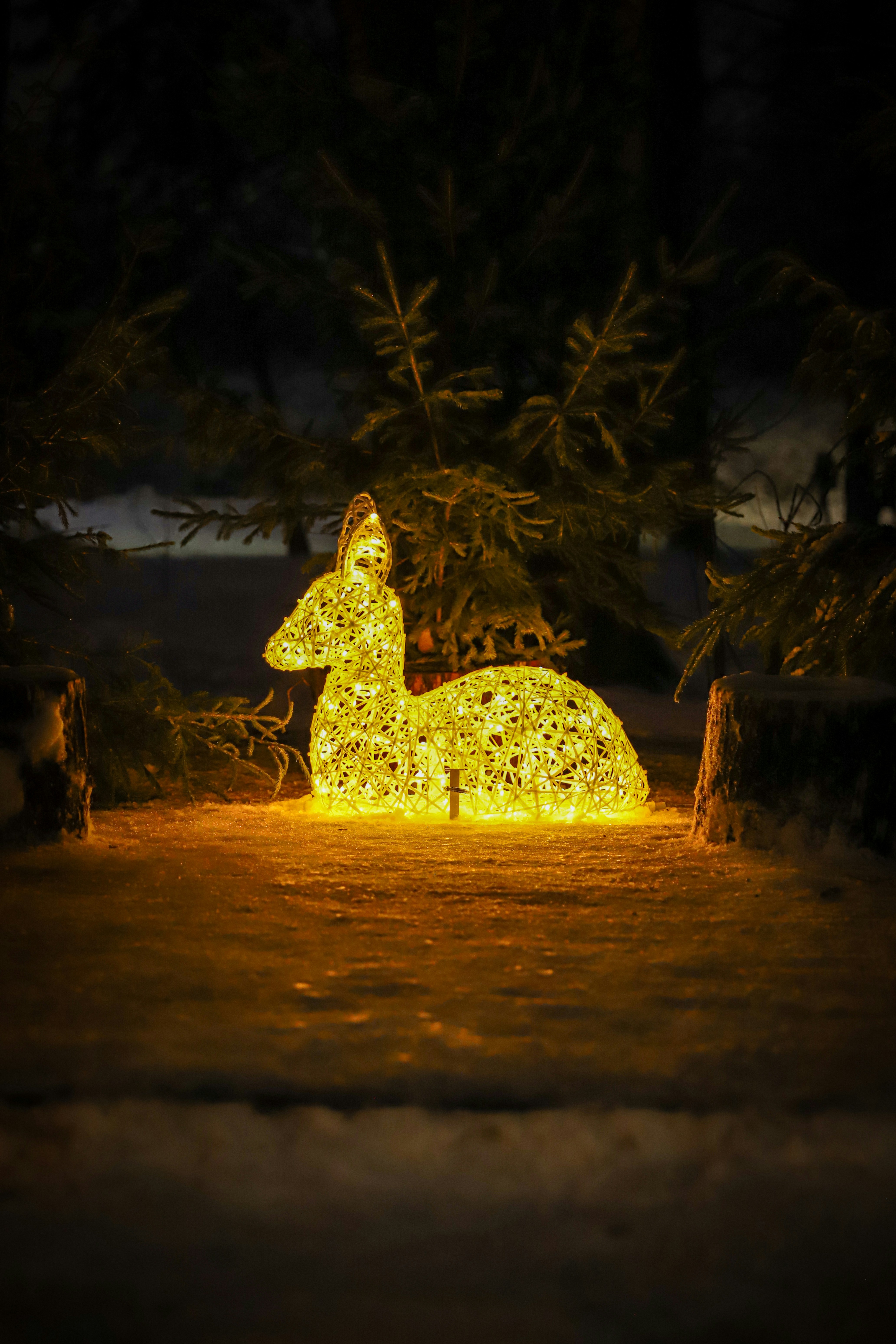 A lighted deer sitting in the middle of a yard photo – Free Saint ...