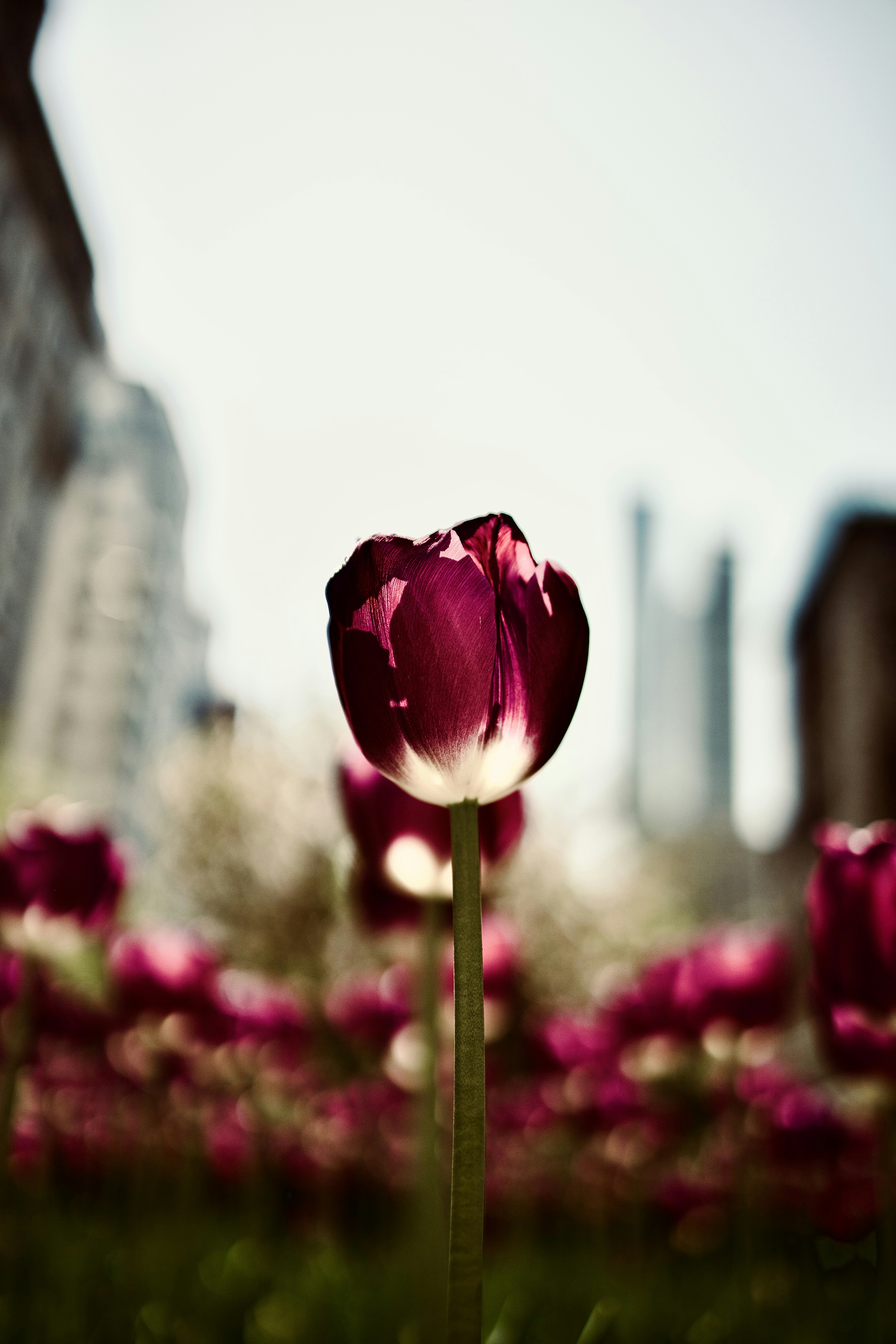 Single Tulip in Focus: Urban Backdrop Blurs into Sunrise