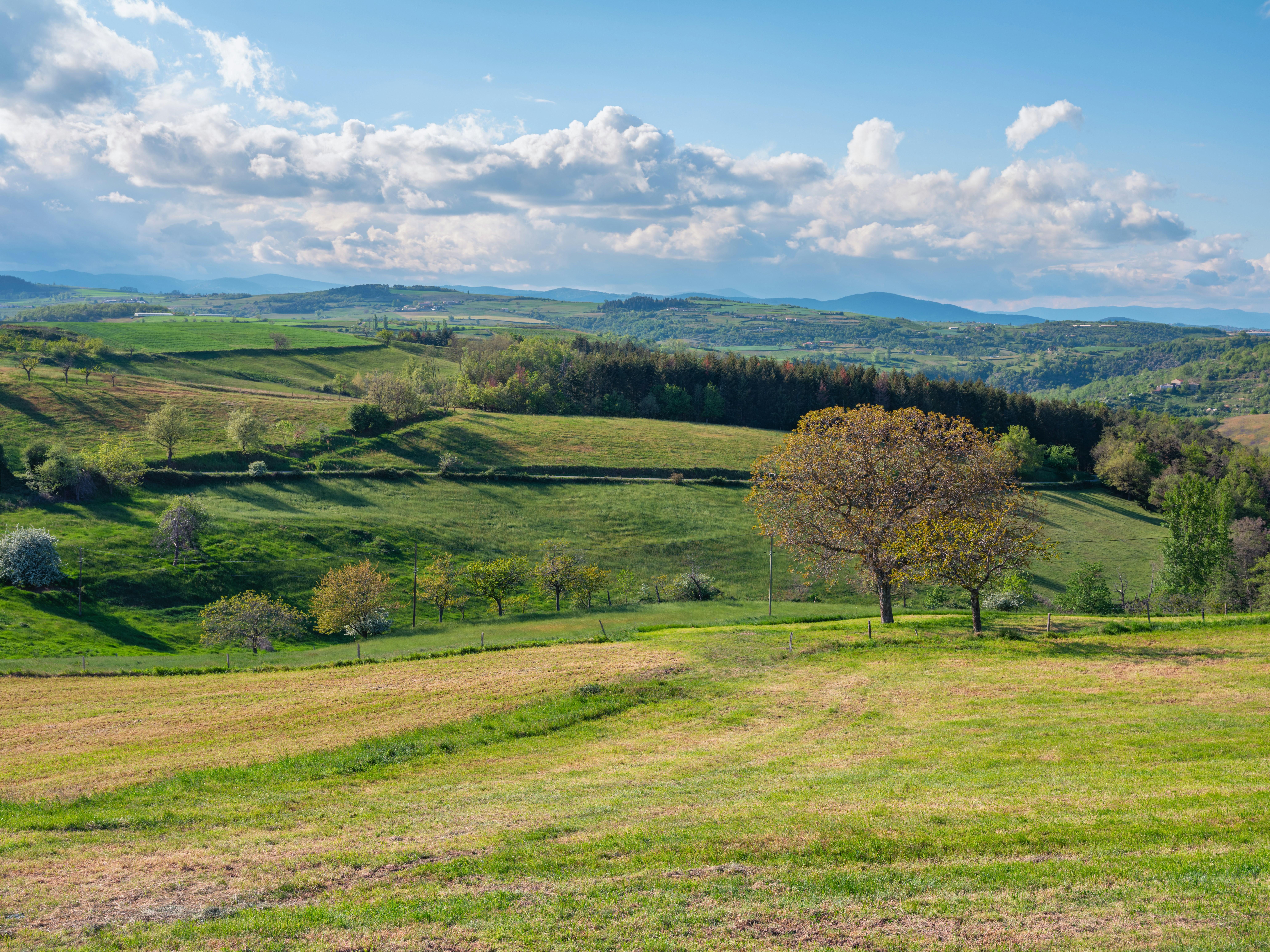 A peaceful view from a village in a rural area in France | a green field with a lone tree in the middle of it