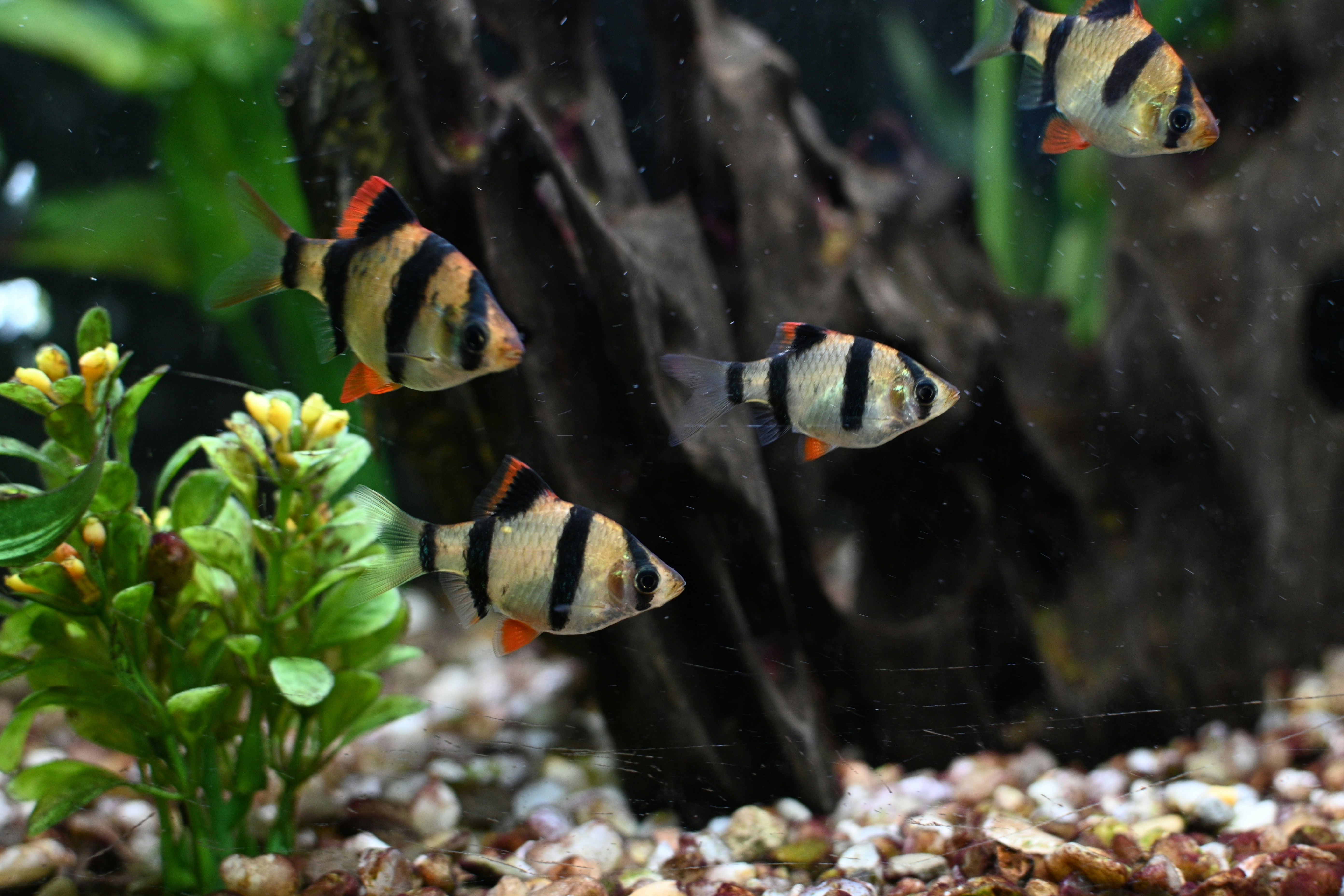 Striped Tiny Tigers Glide Through a Planted Aquarium