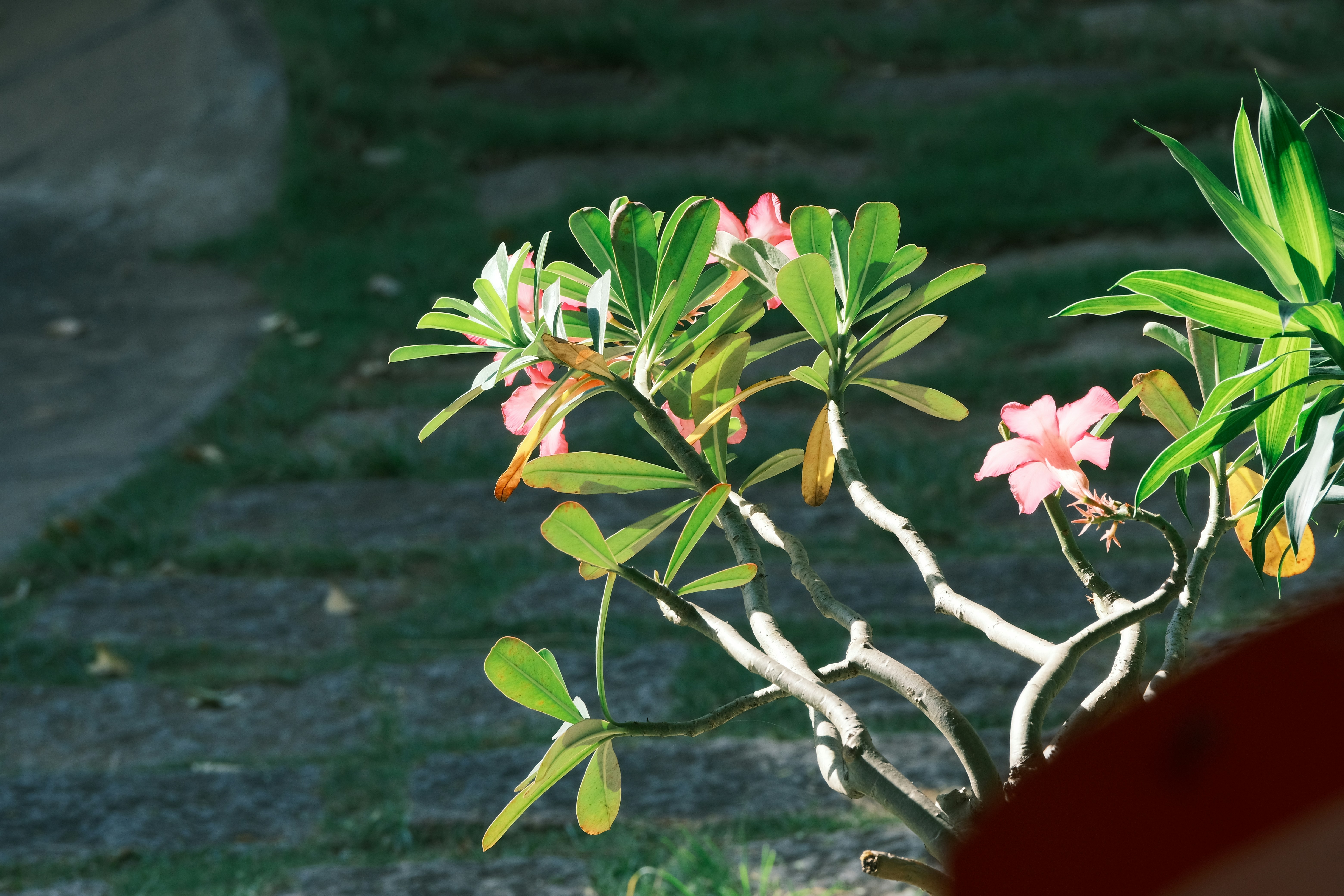 Desert Rose in Dappled Light: a delicate branch of pink blooms beside a mossy path