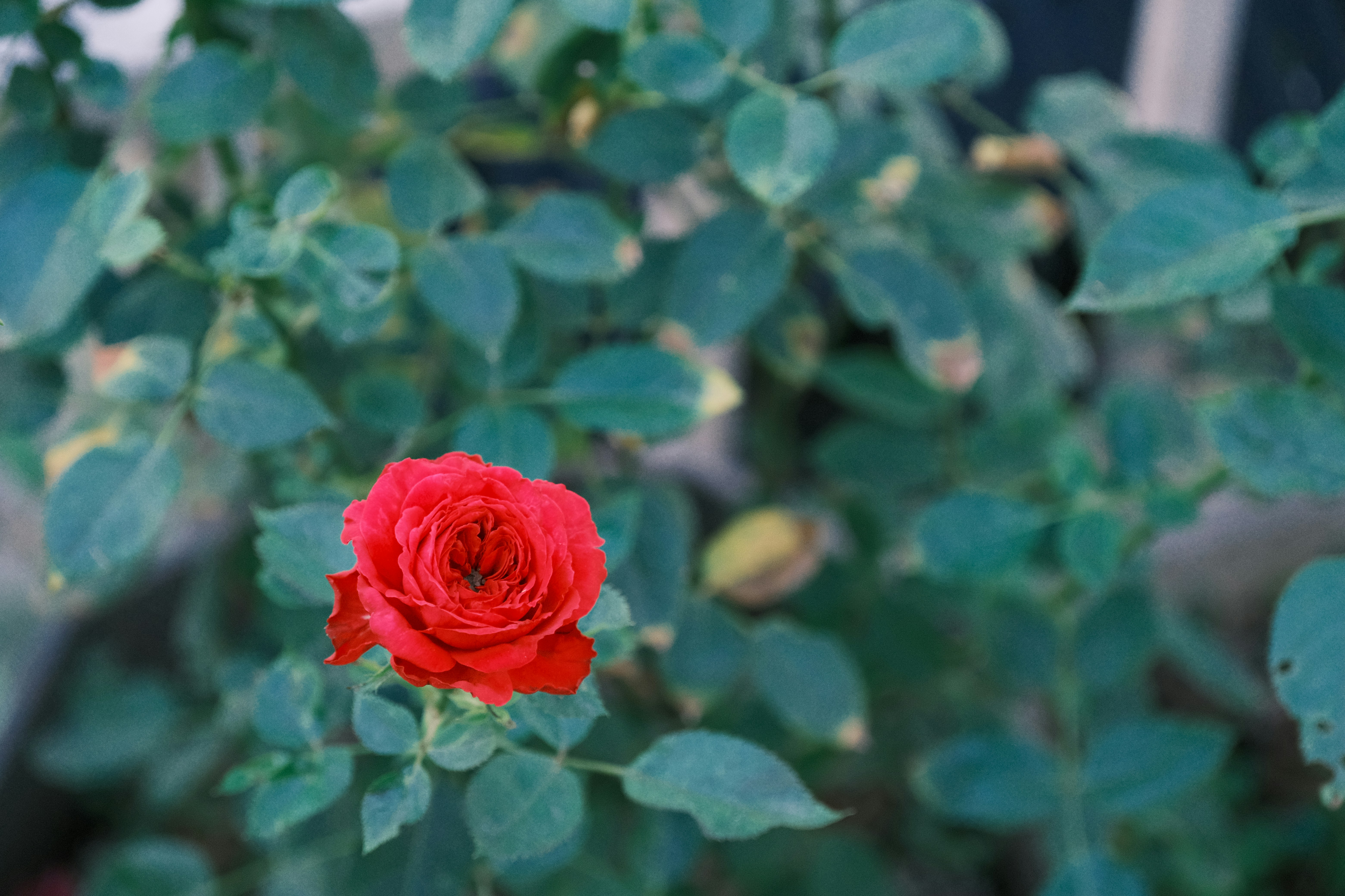 Crimson Rose: The Quiet Spotlight in a Sea of Green