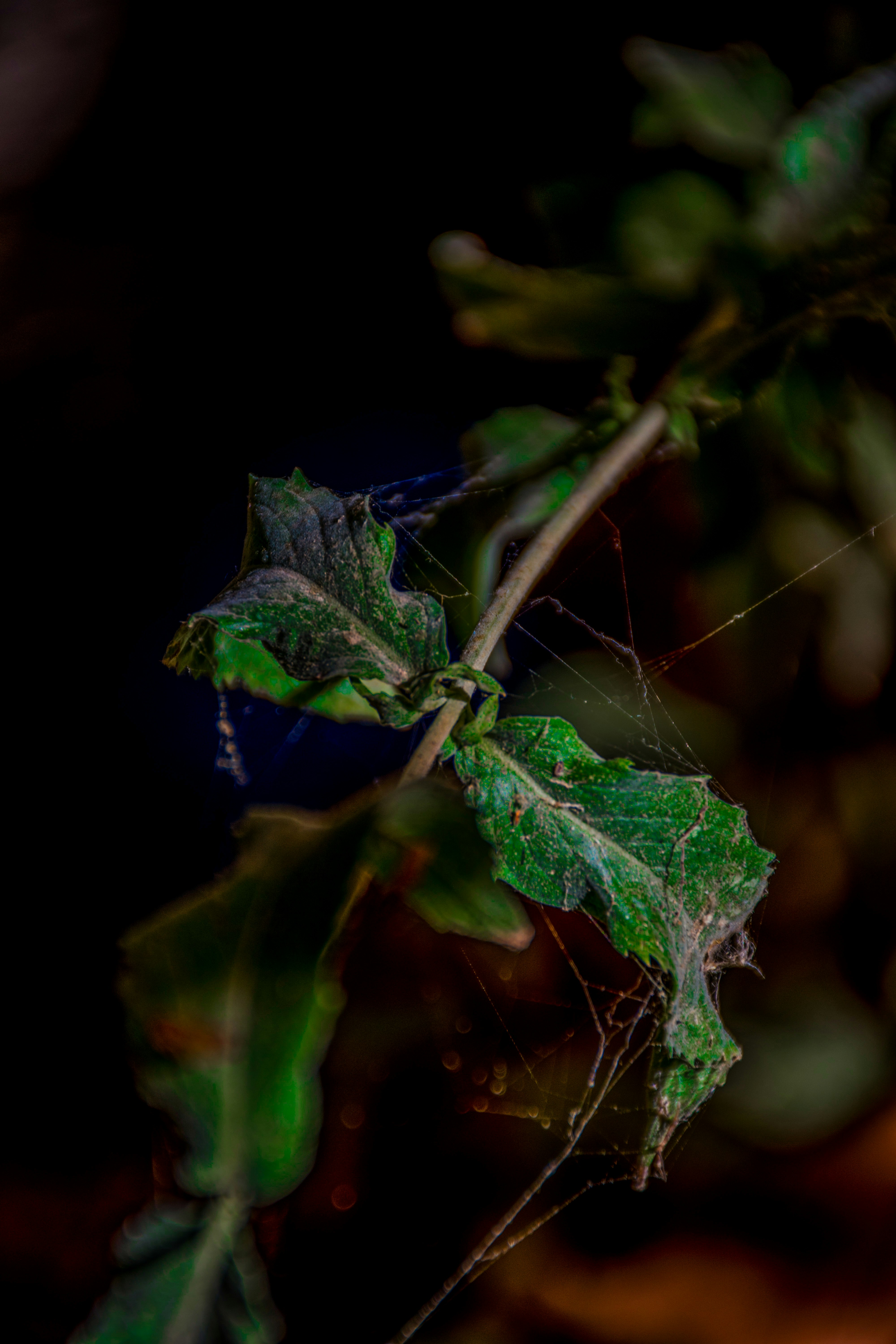 Silken Veil on a Leaf Entangled by Spider Silk