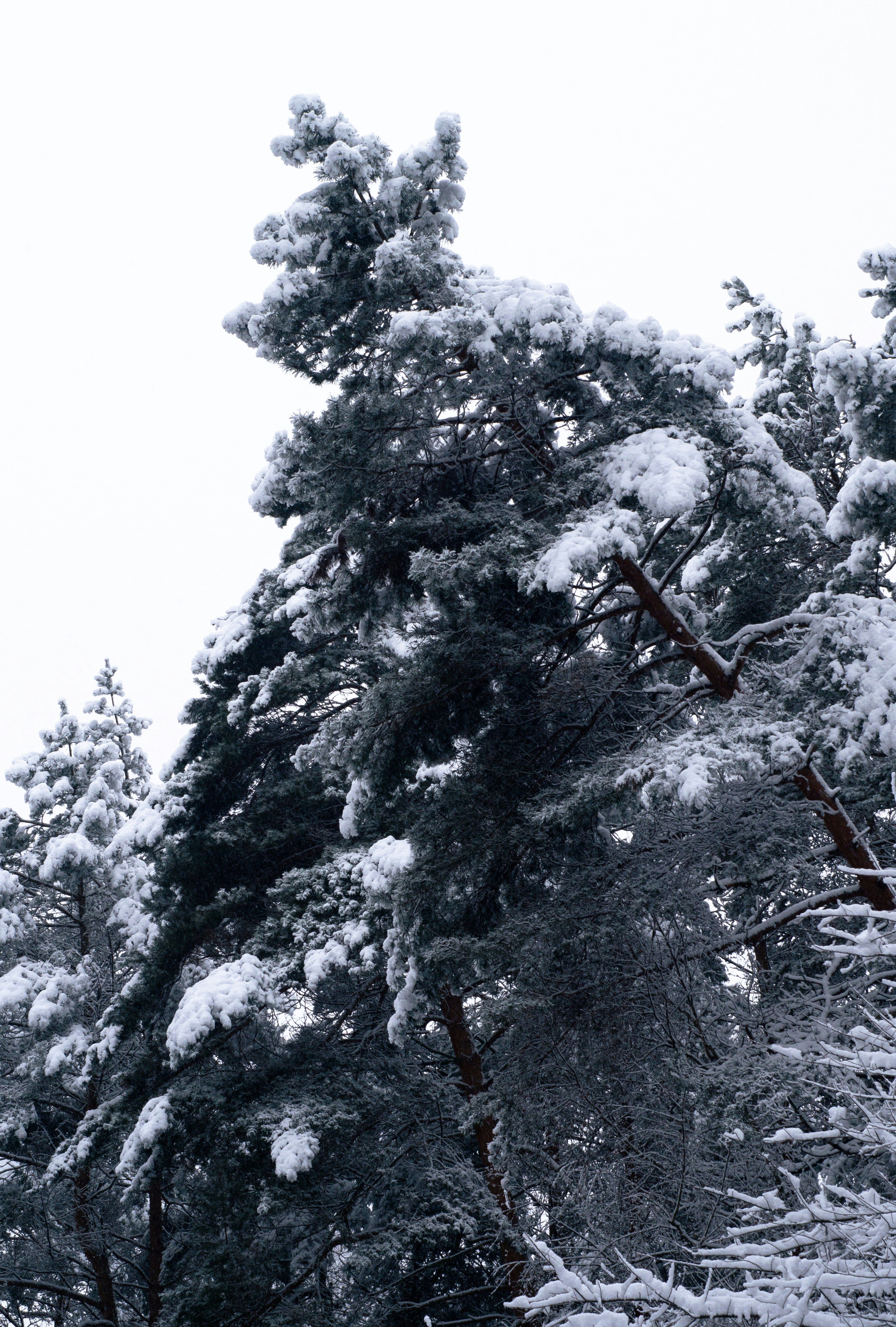 A large pine tree covered in snow on a snowy day photo – Free Katowice ...