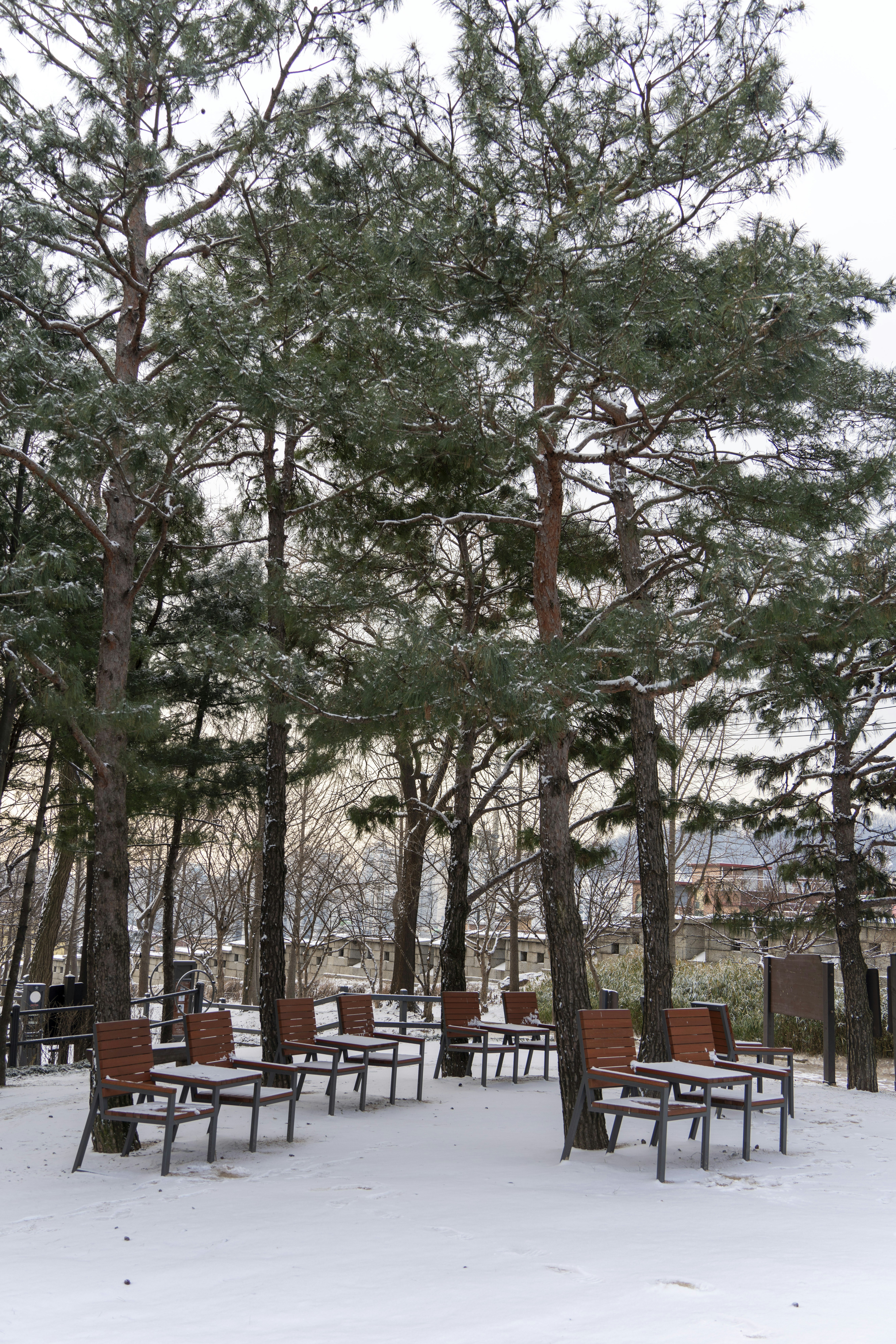 Winter Ring of Benches: Snow Softens a Pine-Canopy Clearing