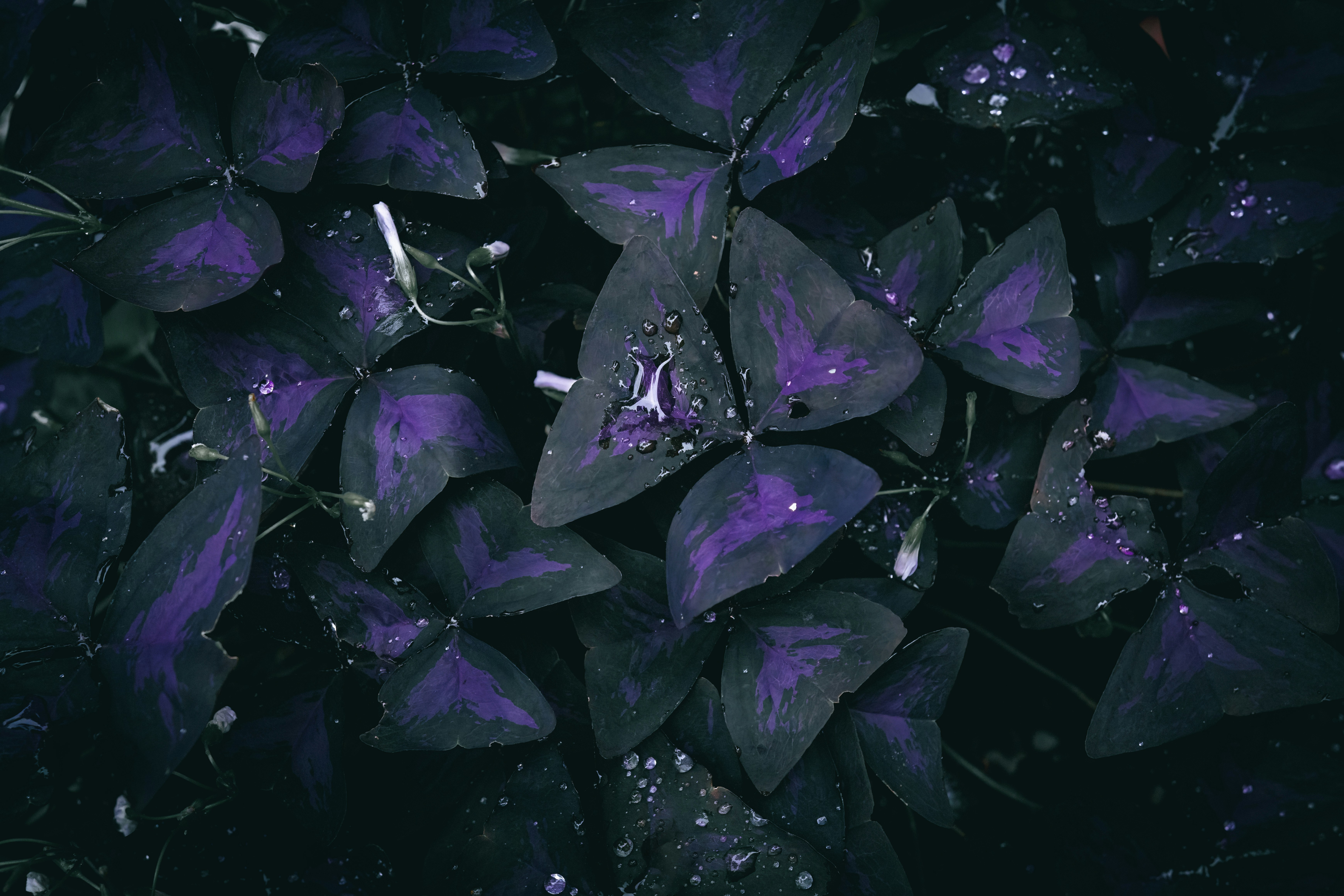 Un manojo de hojas moradas con gotas de agua foto – Imagen de Serbia ...