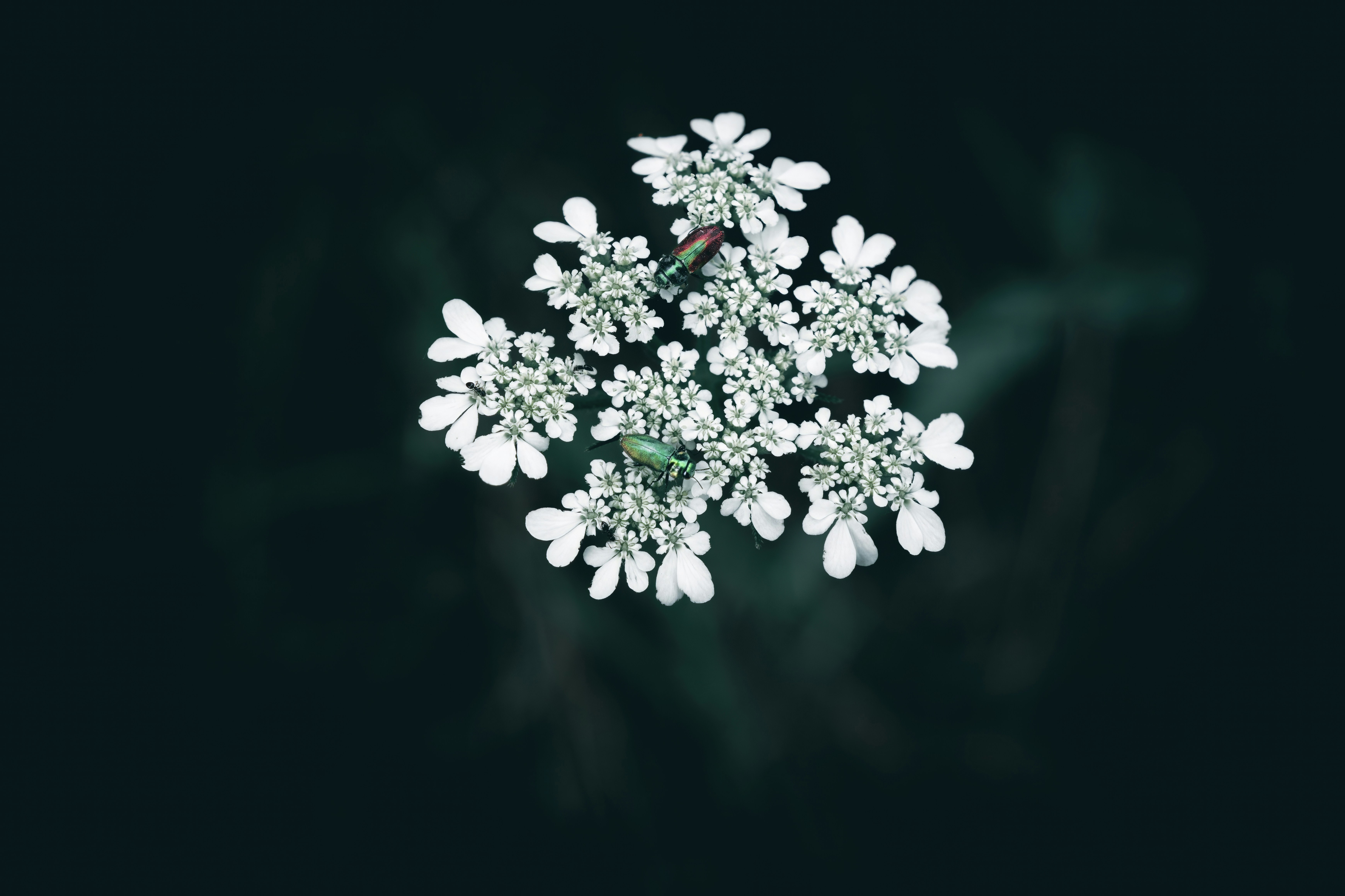 Snowflake Bouquet: A Cluster of Emerald-Highlighted Blooms