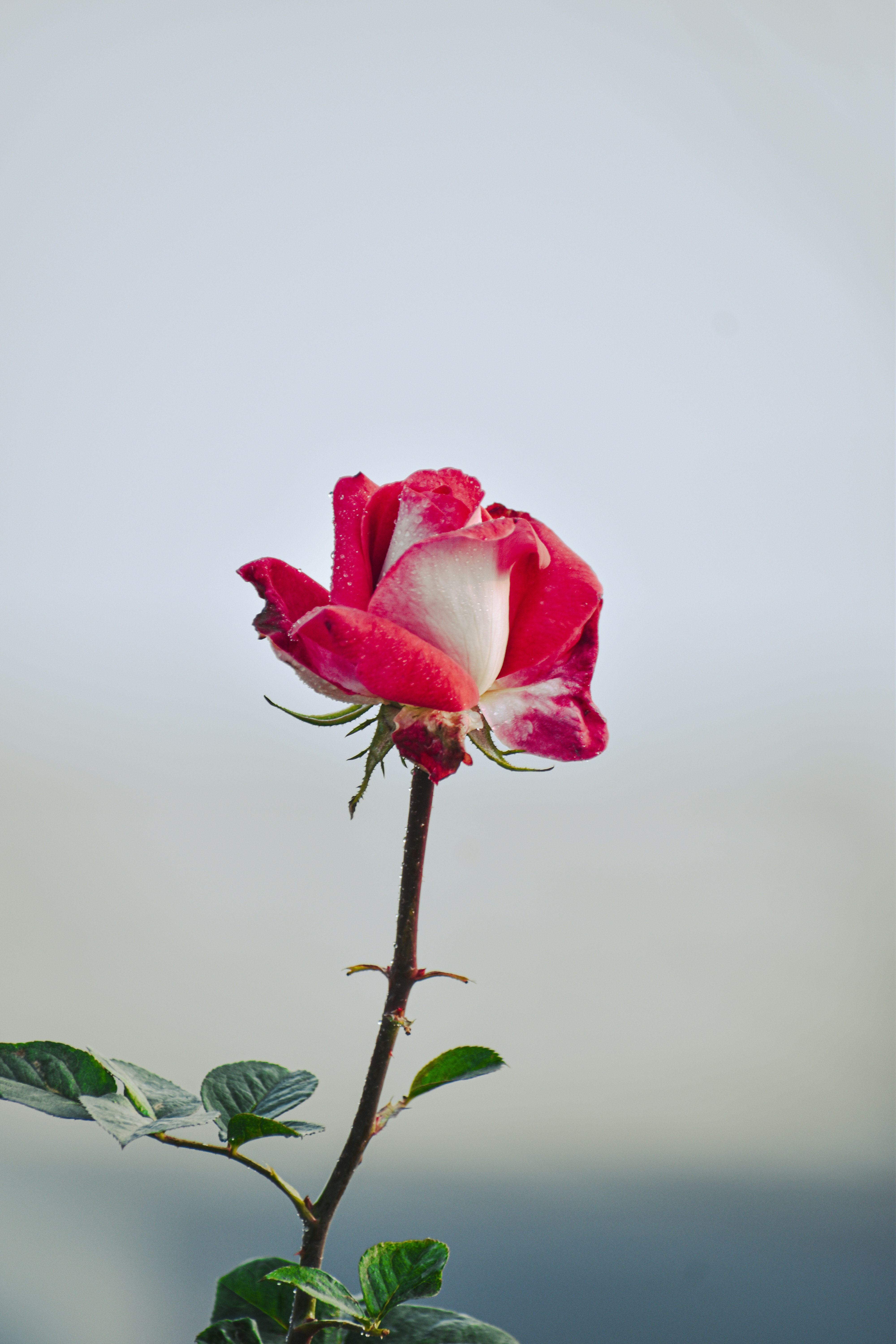 Une seule rose rose avec des feuilles vertes dans un vase photo – Image ...