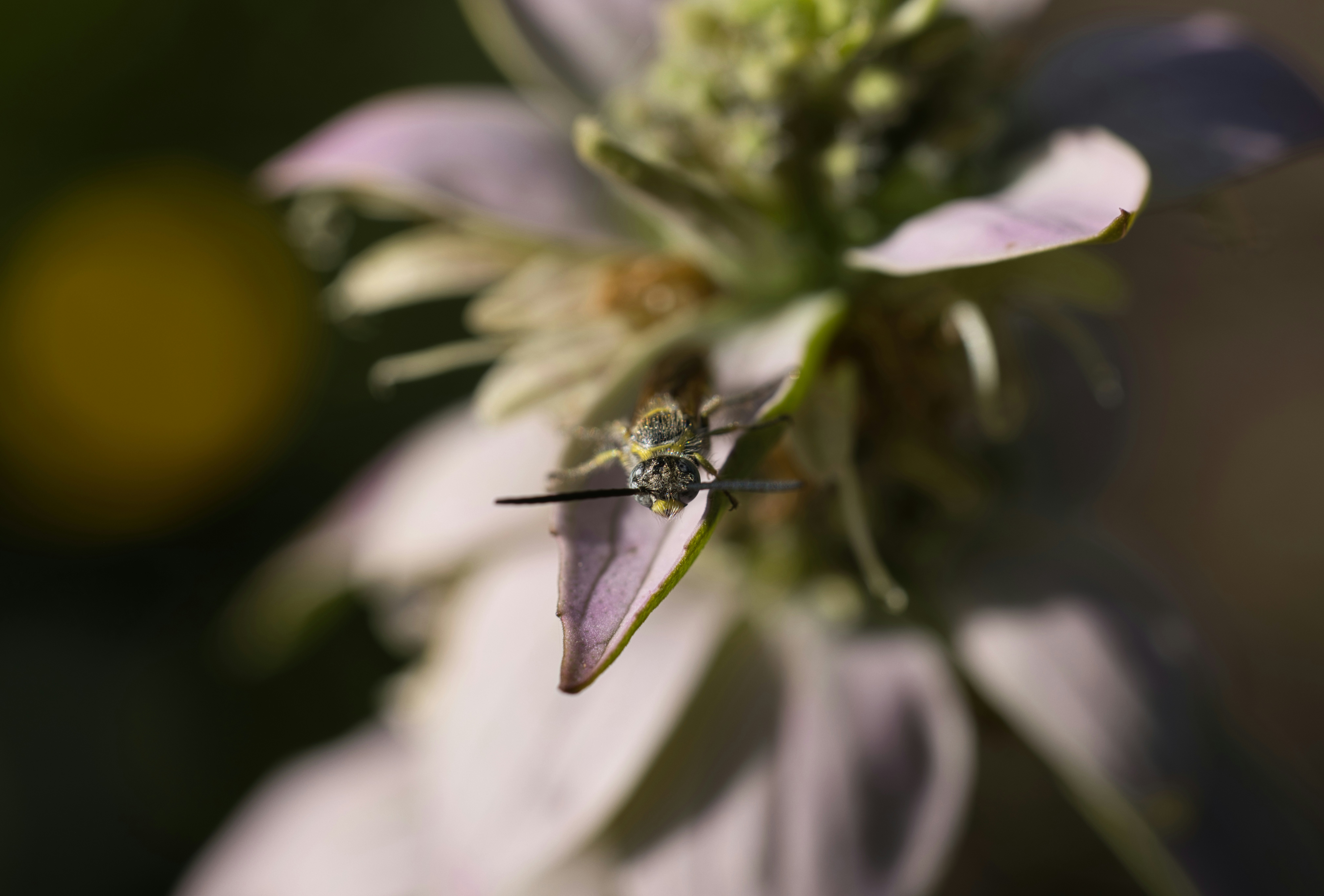 Photo by David Valentine with Canon EOS R5