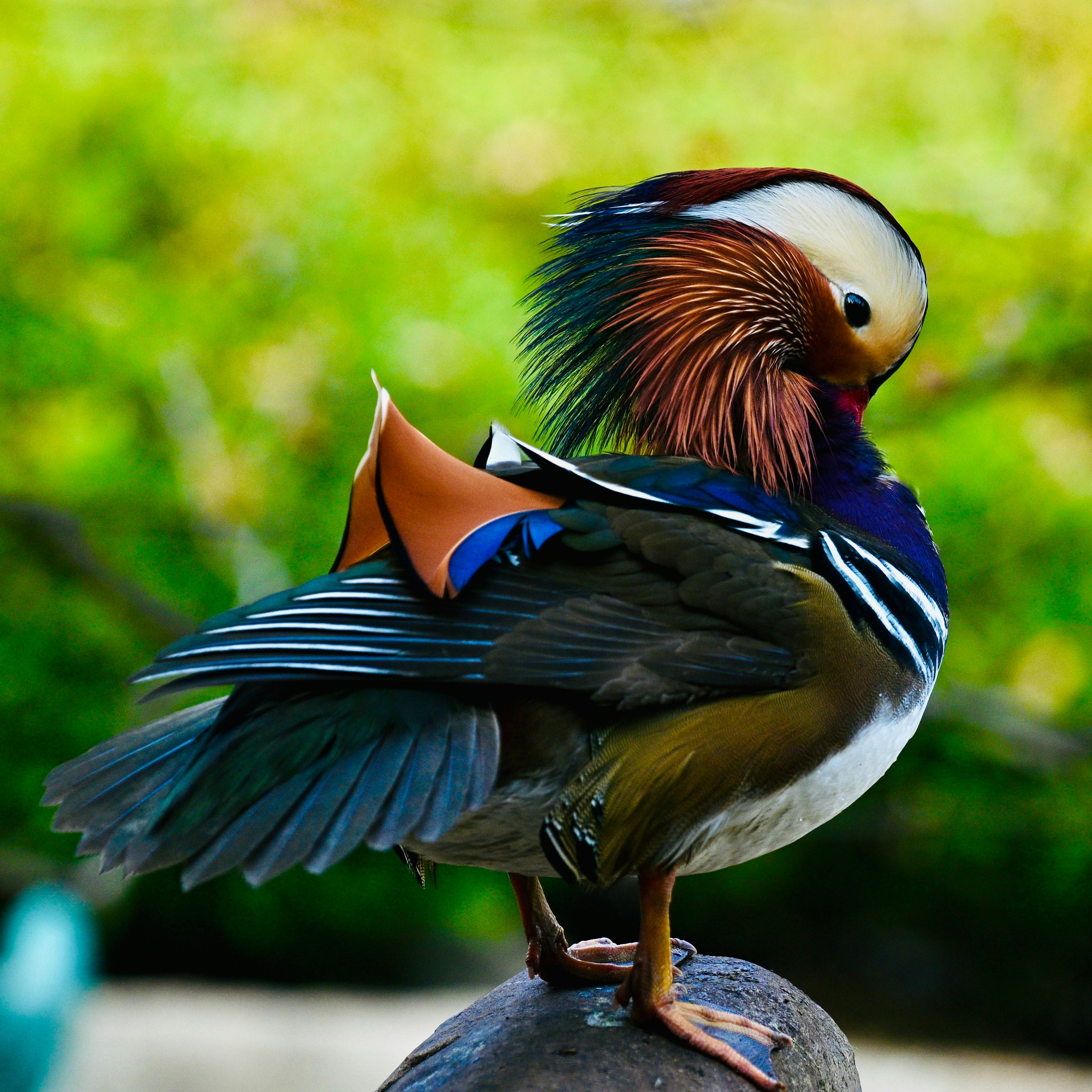 Mandarin Majesty: Preening on a Mossy Perch